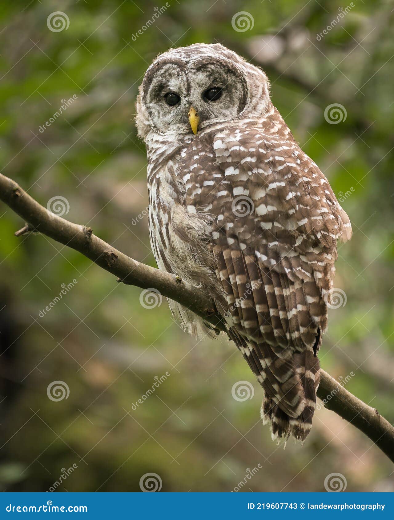 Barred Owl Watching from a Diagonal Perch in Woodland Stock Image ...