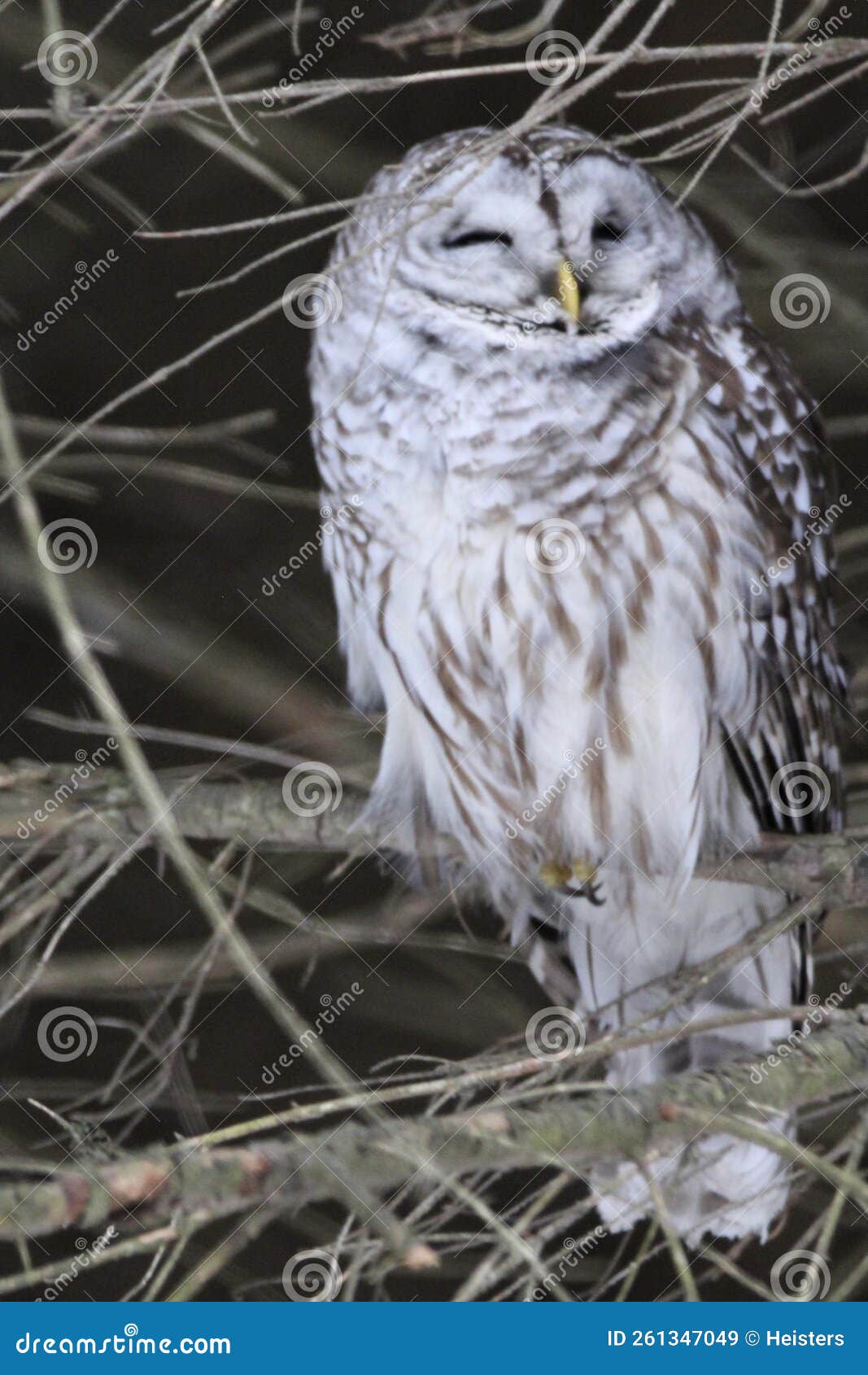 Barred Owl Winking stock image. Image of sleeping, brown - 261347049