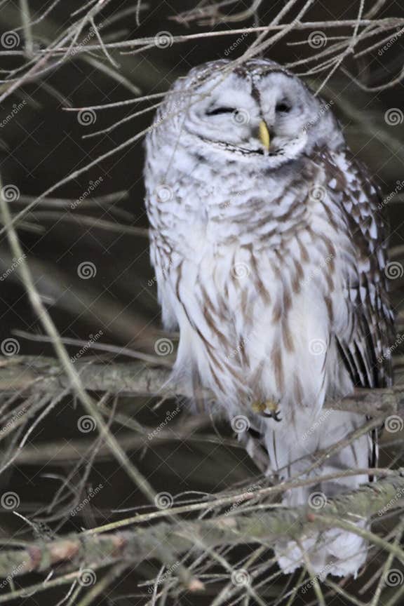 Barred Owl Winking stock image. Image of sleeping, brown - 261347049