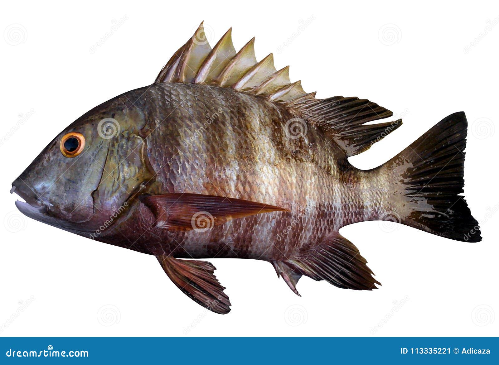 Barred Pargo stock illustration. Illustration of diet - 113335221