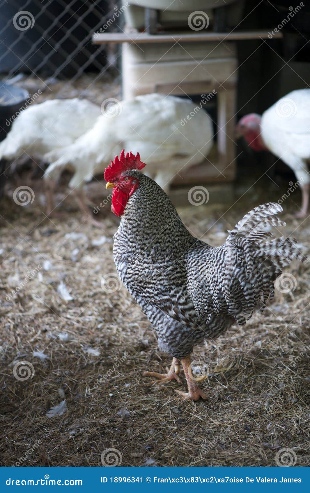 Barred Plymouth Rock Rooster Stock Image - Image of chicken, striped ...
