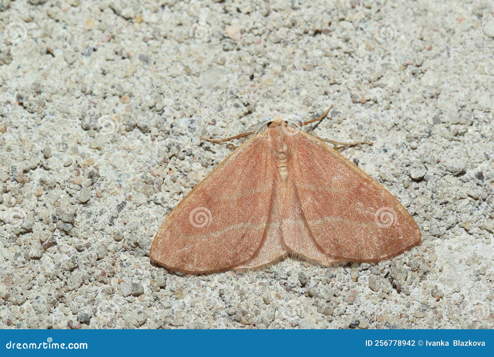 Barred red moth stock photo. Image of moth, wall, adult - 256778942