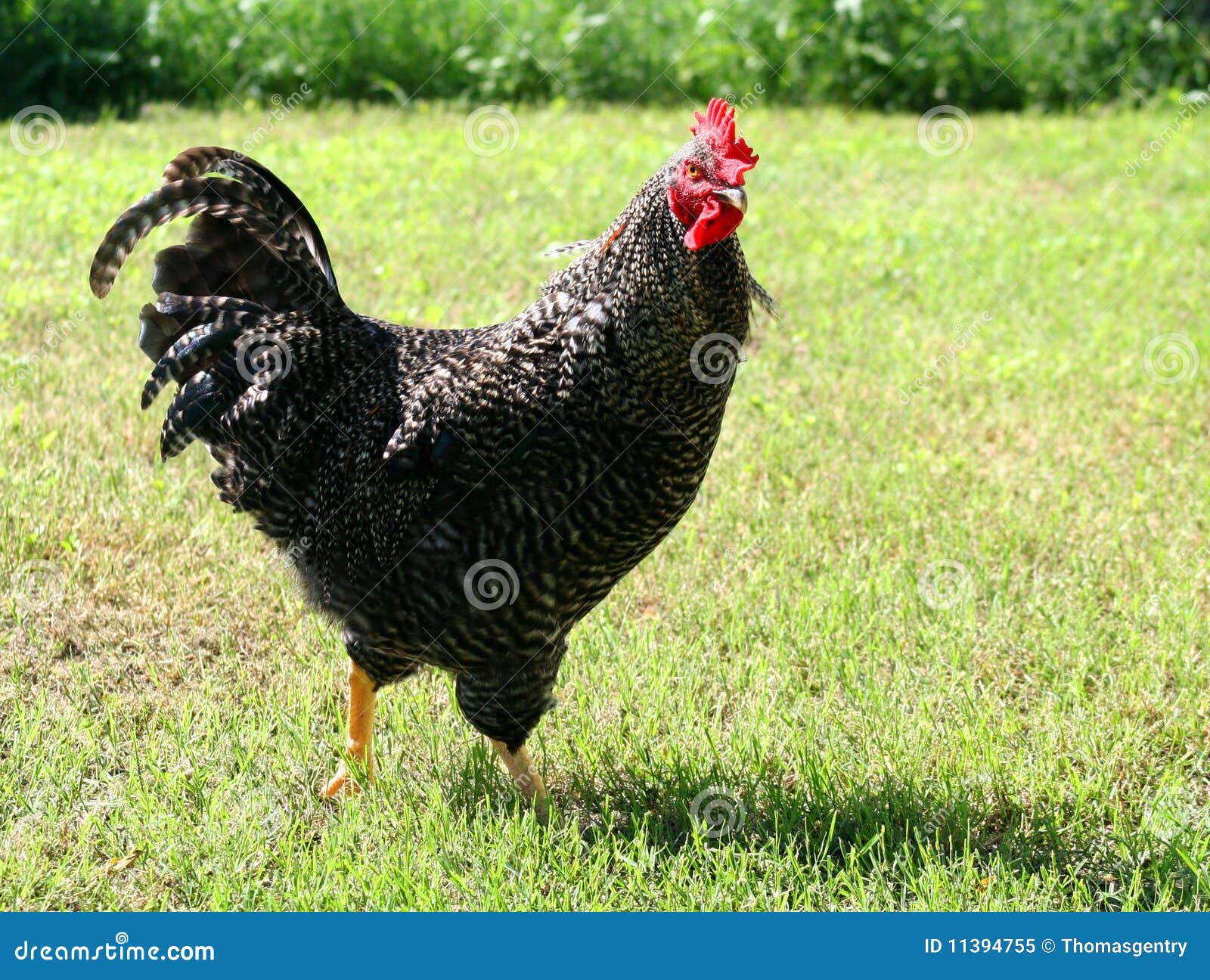 Barred Rock stock image. Image of rock, bird, rooster - 11394755