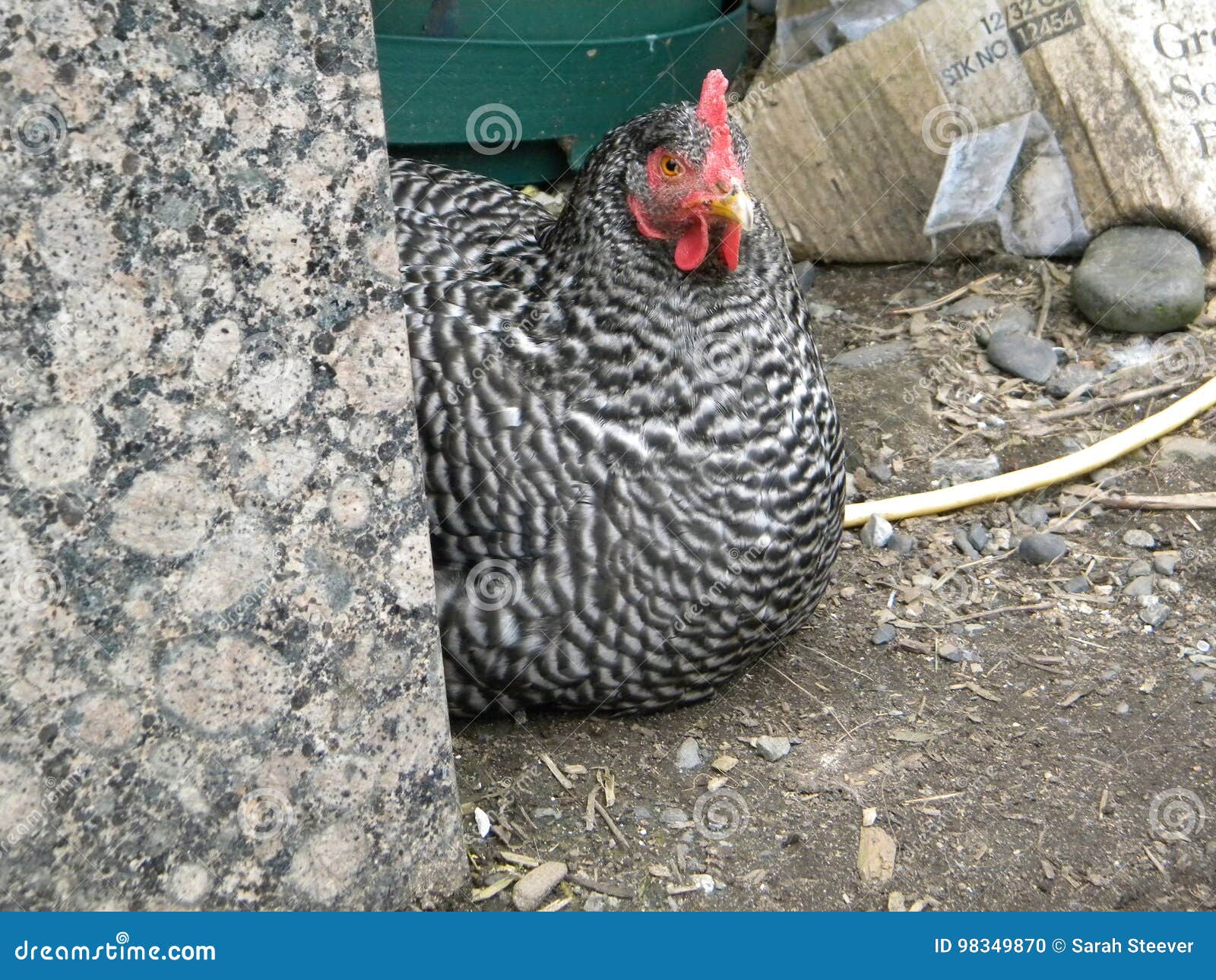 Barred Rock Hen stock photo. Image of farm, chicken, poultry - 98349870