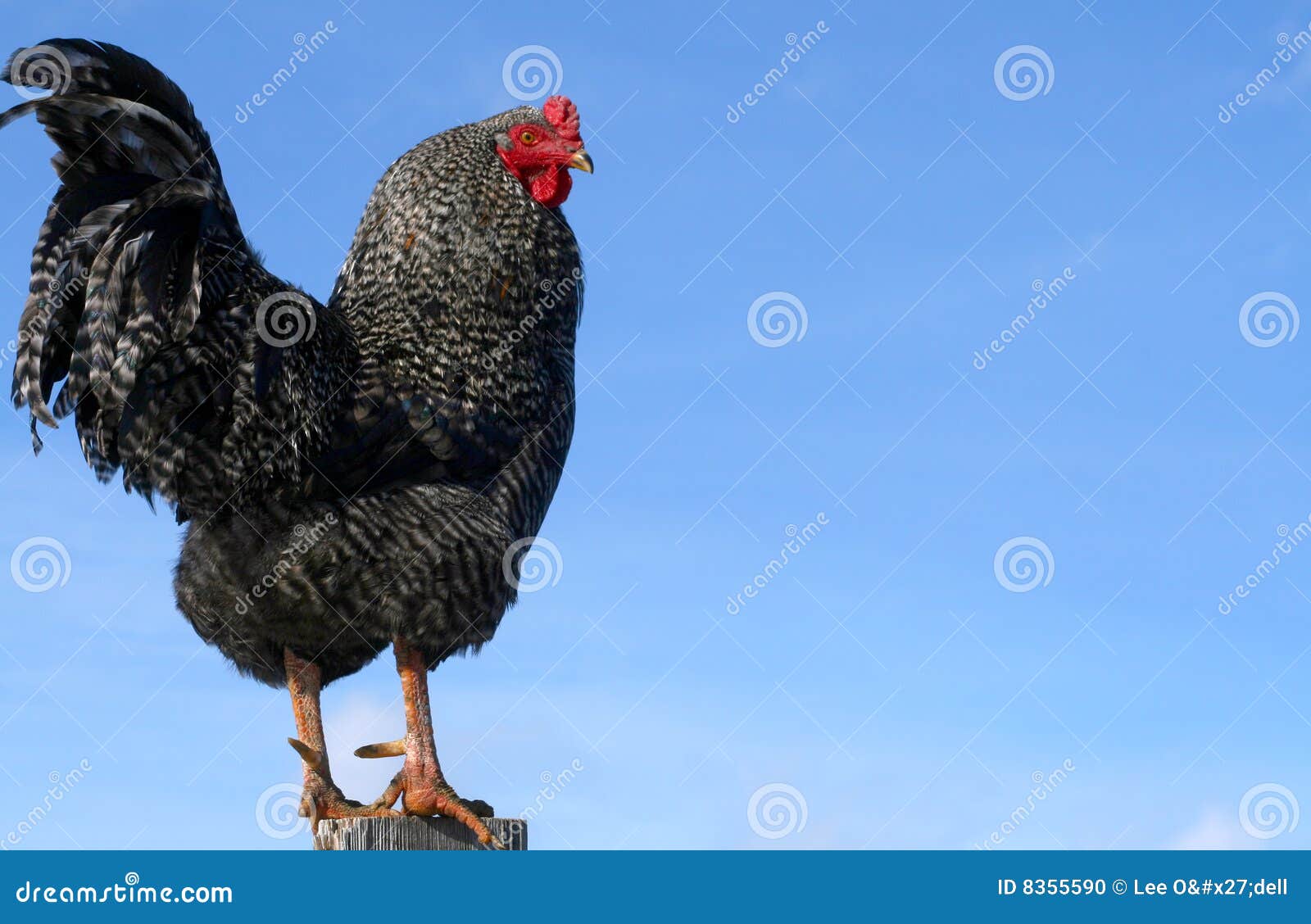 Barred Rock Rooster 0901 stock photo. Image of speckle - 8355590