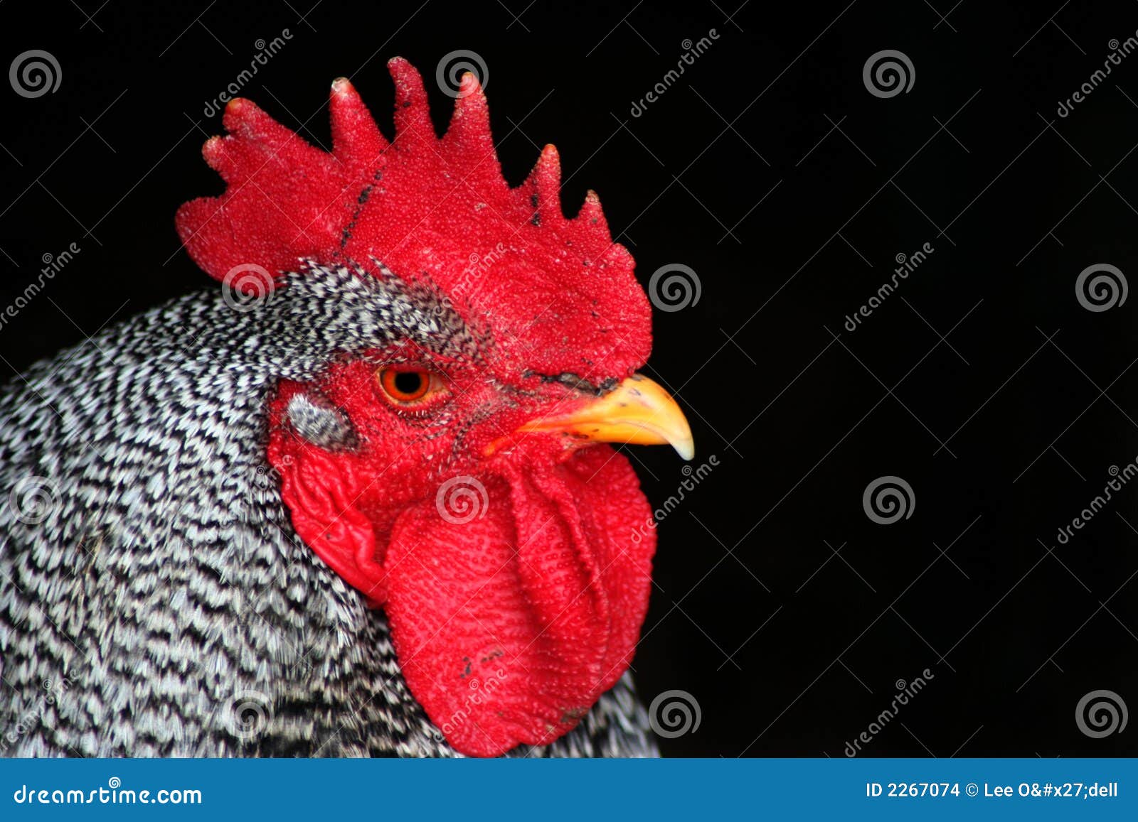 Barred Rock Rooster stock photo. Image of beak, proud - 2267074
