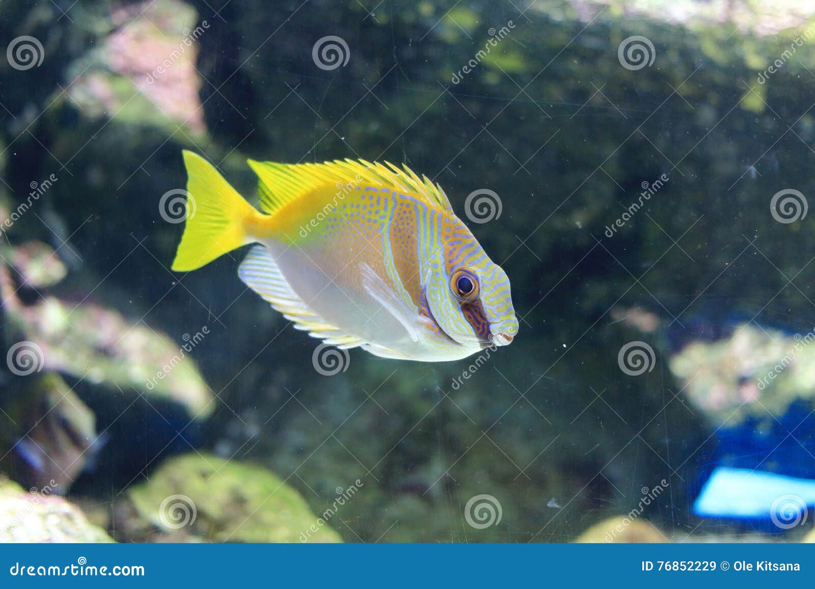 Barred Spinefoot, Scribbled Rabbitfish, Pencil-streaked Rabbitfish ...