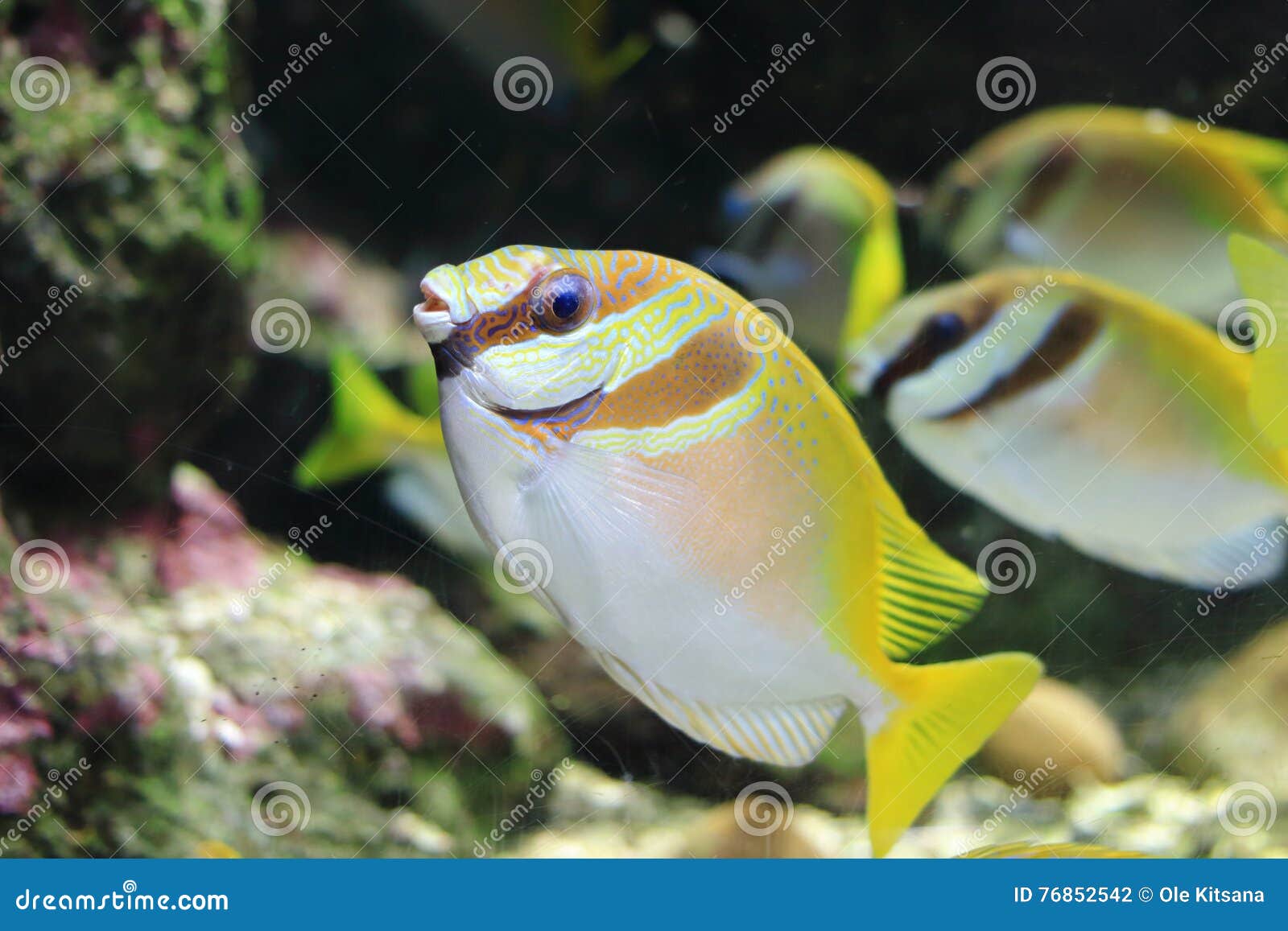 Barred Spinefoot, Scribbled Rabbitfish, Pencil-streaked Rabbitfish ...