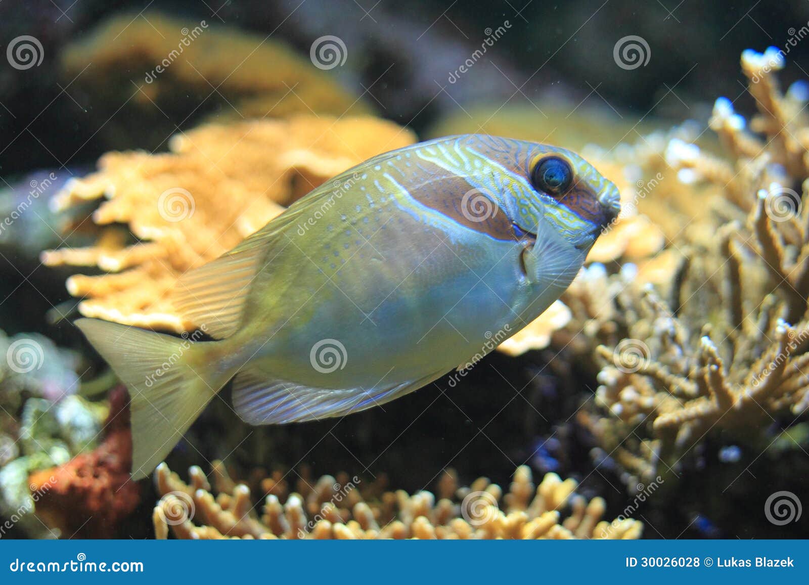 Barred spinefoot stock photo. Image of water, mackerel - 30026028