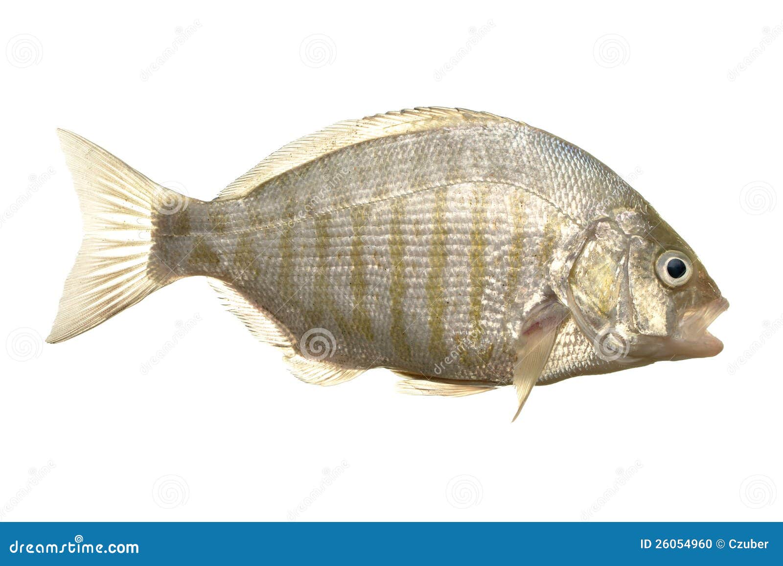Barred Surf Perch Stock Photo - Image: 26054960