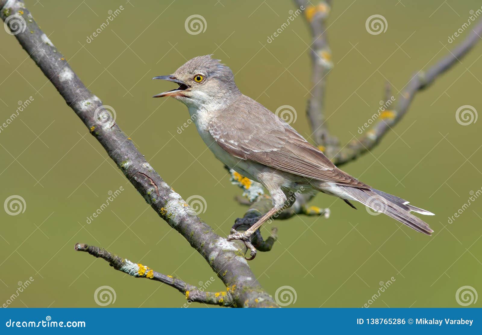 Barred Warbler Calling or Singing on Branch with Open Beak Stock Photo ...