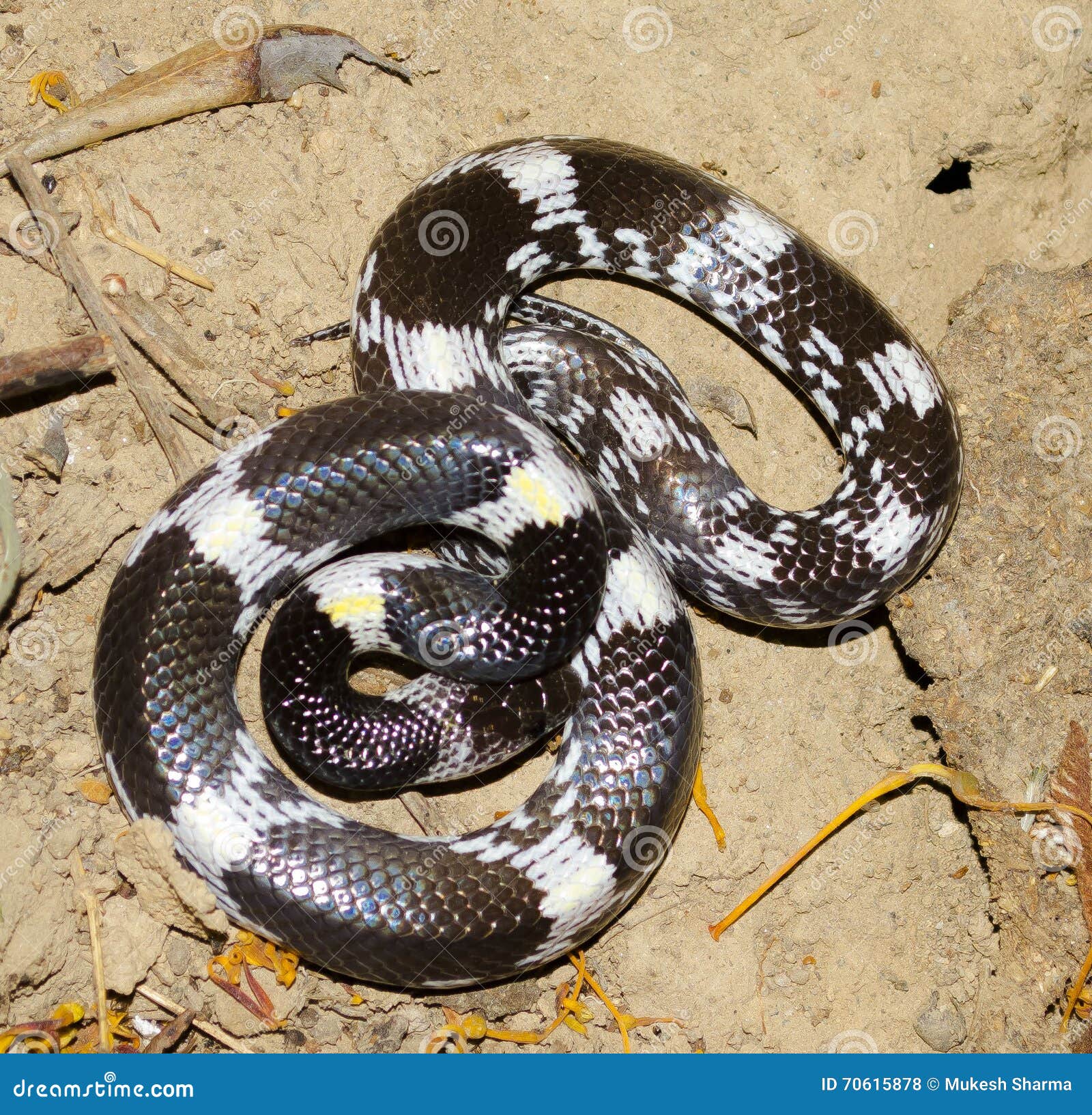 Barred Wolf Snake, Lycodon Striatus, Non Venomous. Colubridae ...