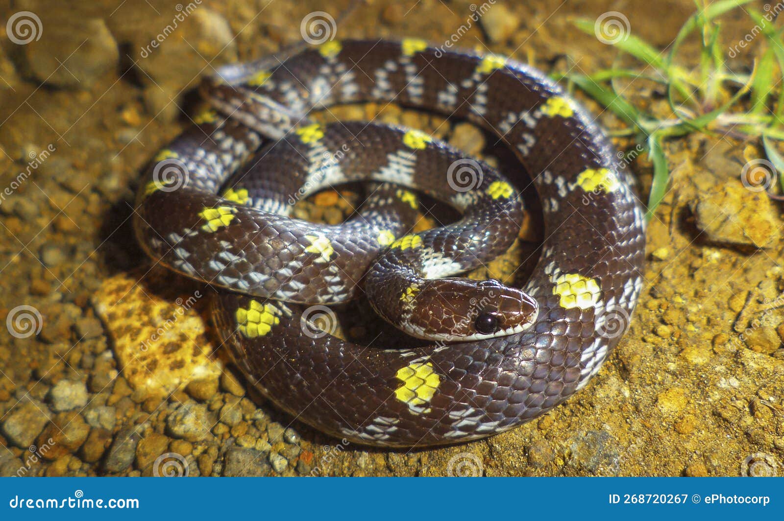 Barred Wolf Snake, Lycodon Aulicus, Satara, Maharashtra Stock Image ...