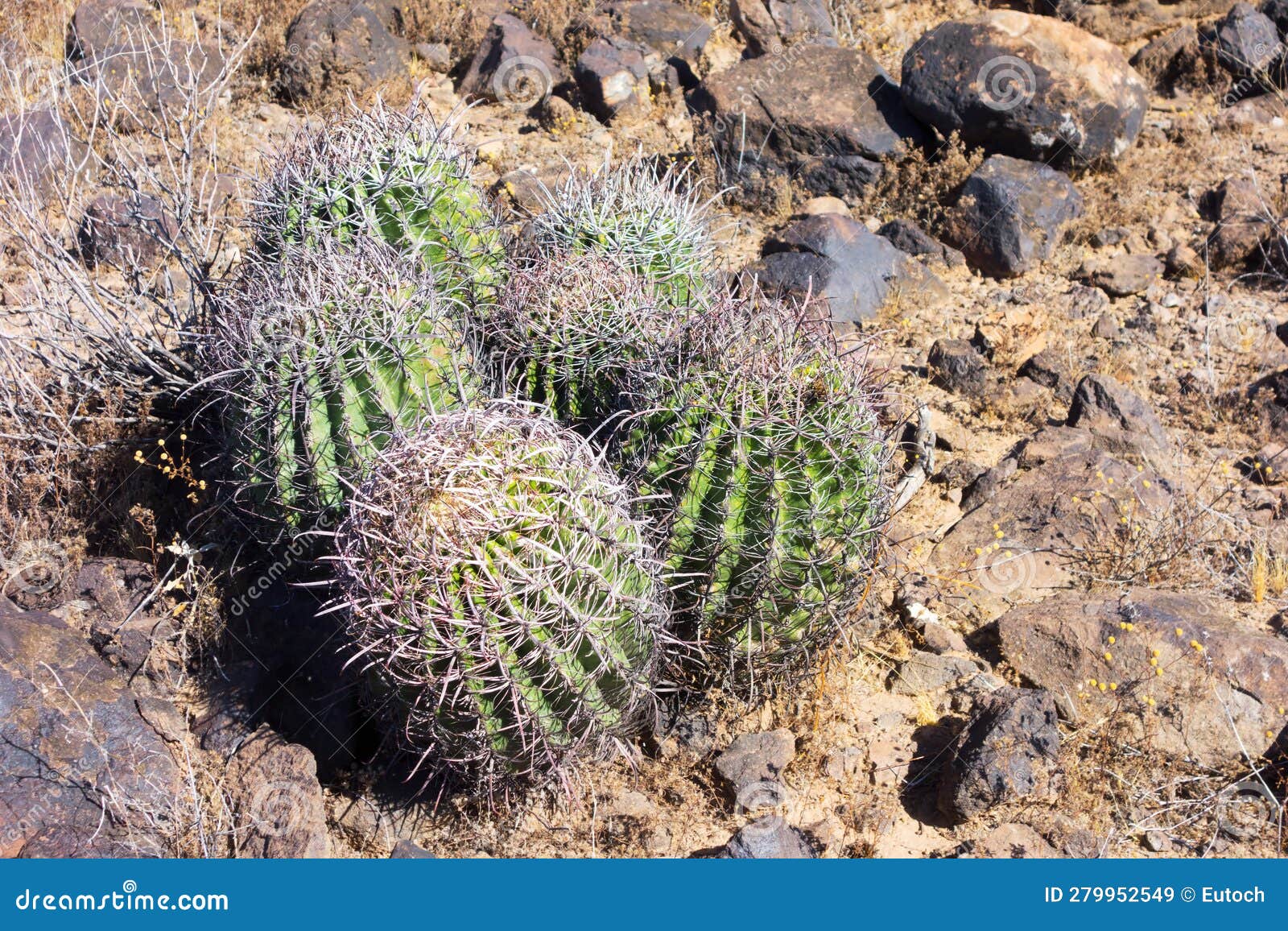 Barrel Cacti in Arid Desert Environment Stock Image - Image of grow ...