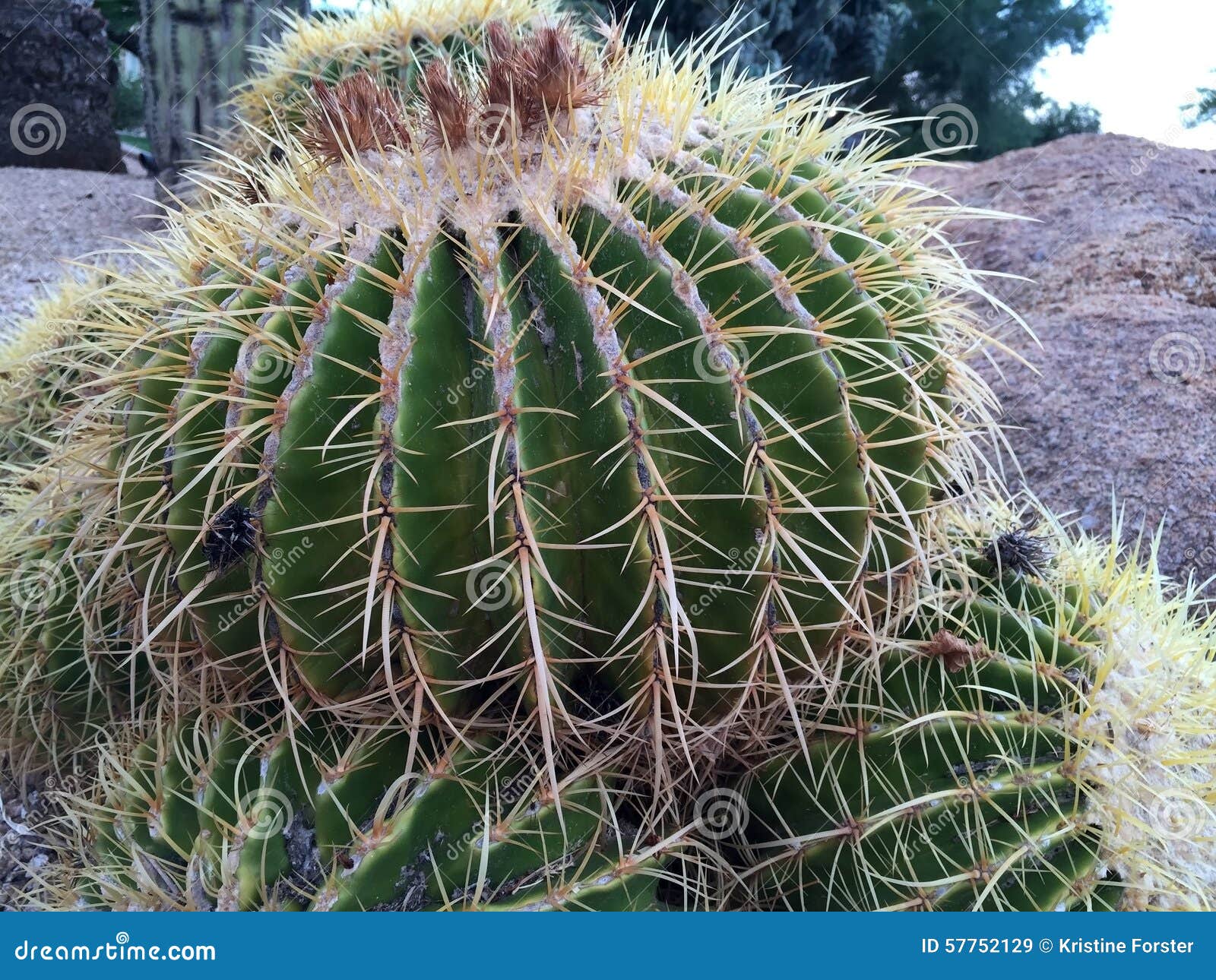 Barrel Cacti stock image. Image of closeup, nature, cactus - 57752129