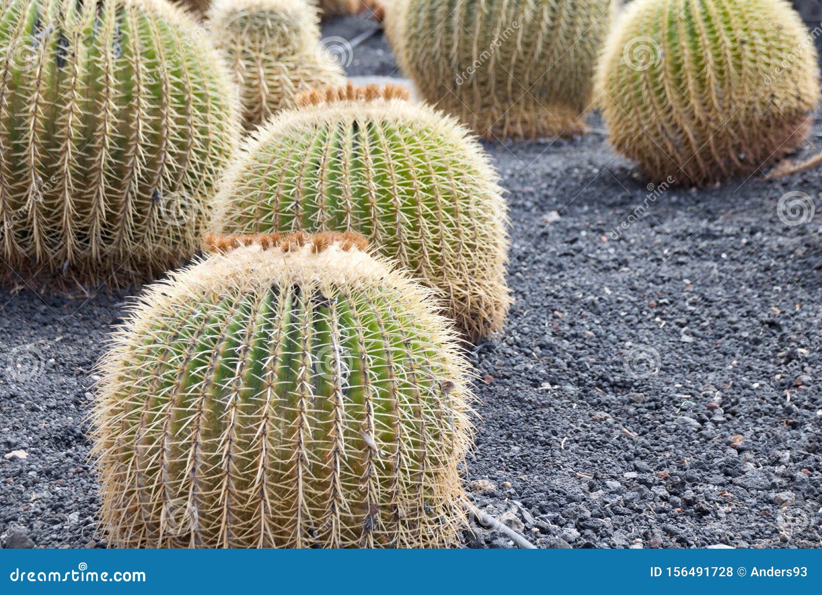 Sphere cacti stock photo. Image of botany, blossom, cacti - 156491728
