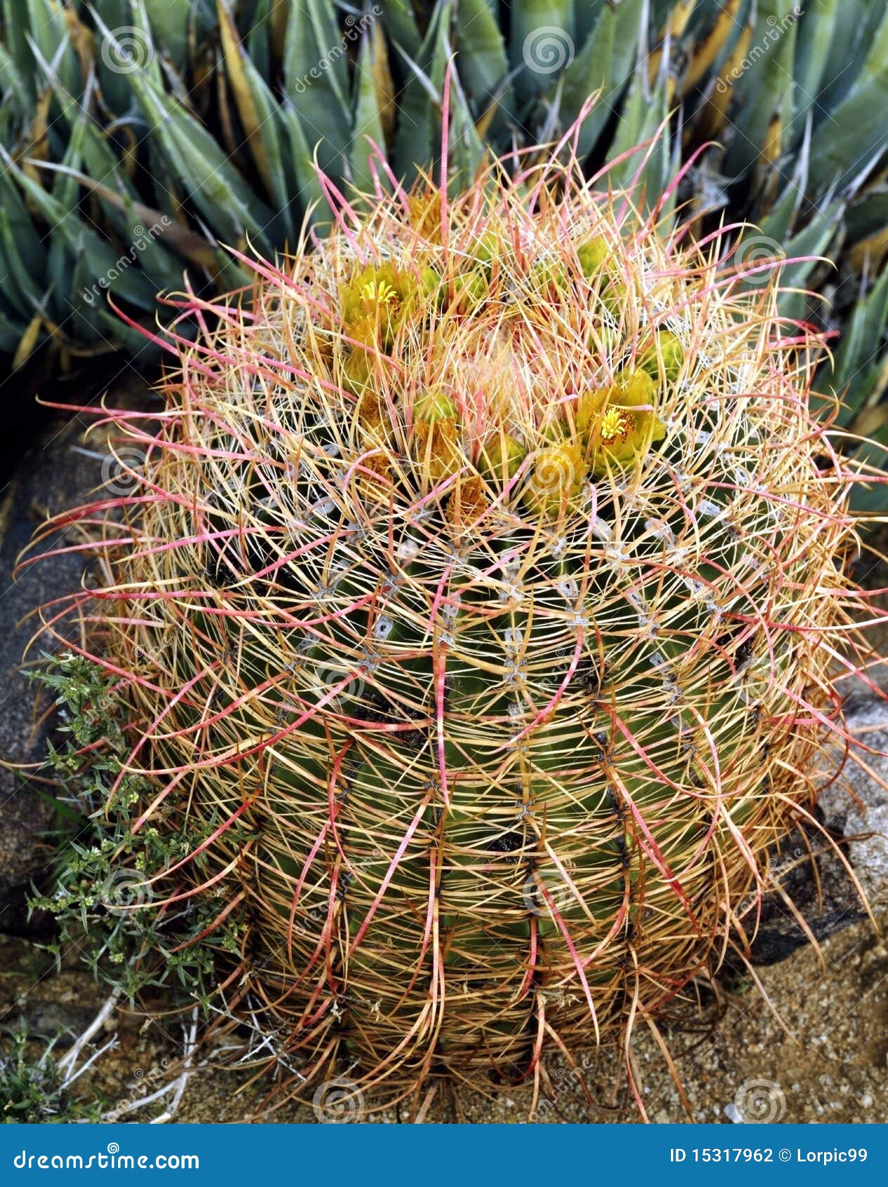 Barrel Cactus stock photo. Image of spring, close, nature - 15317962