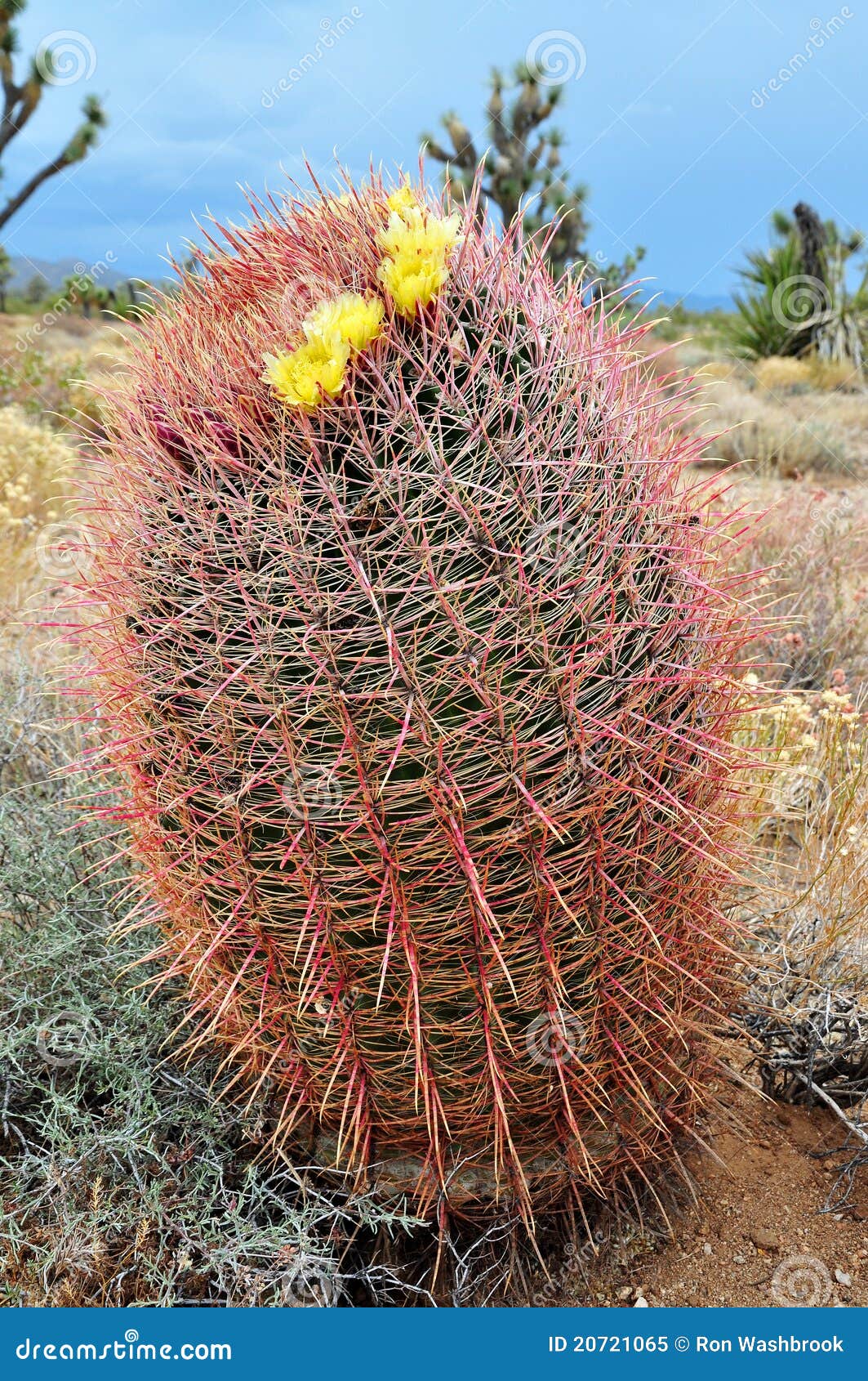 A Barrel Cactus, in the Mojave Desert. Stock Image - Image of central ...