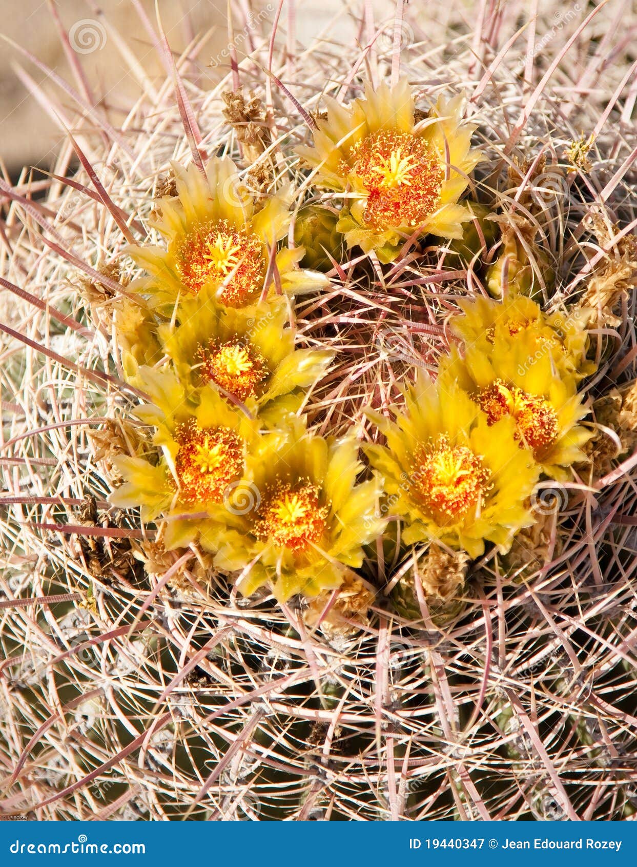 Barrel Cactus in bloom stock image. Image of nature, bloom - 19440347