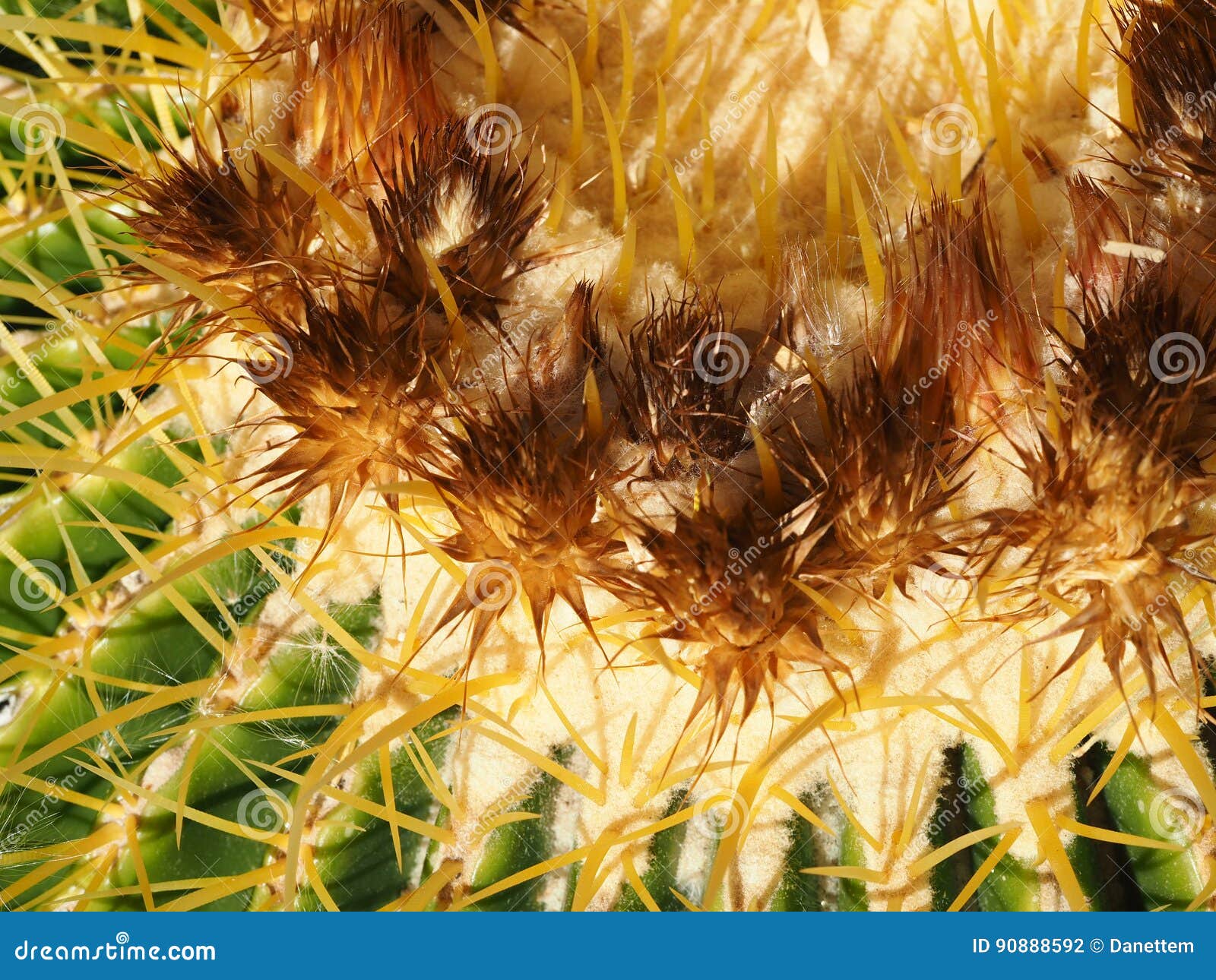 Barrel Cactus Buds stock photo. Image of green, pointy - 90888592