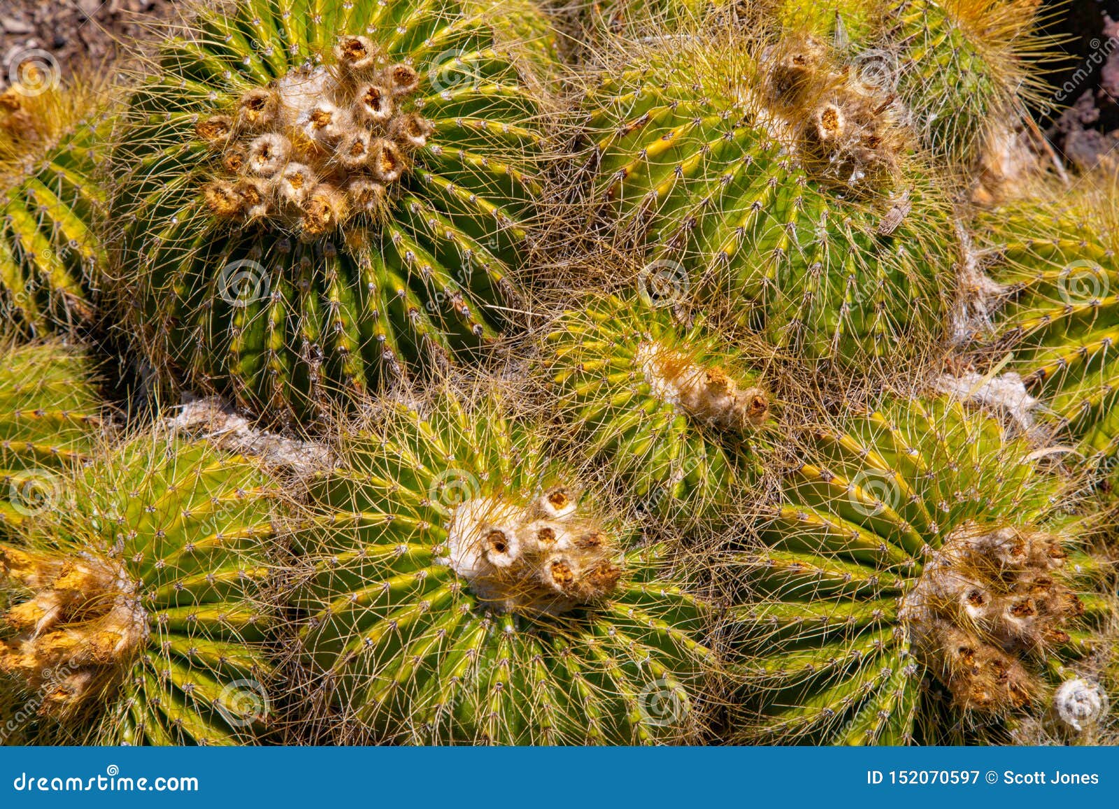Clumping Barrell Cactus stock image. Image of clumping - 152070597