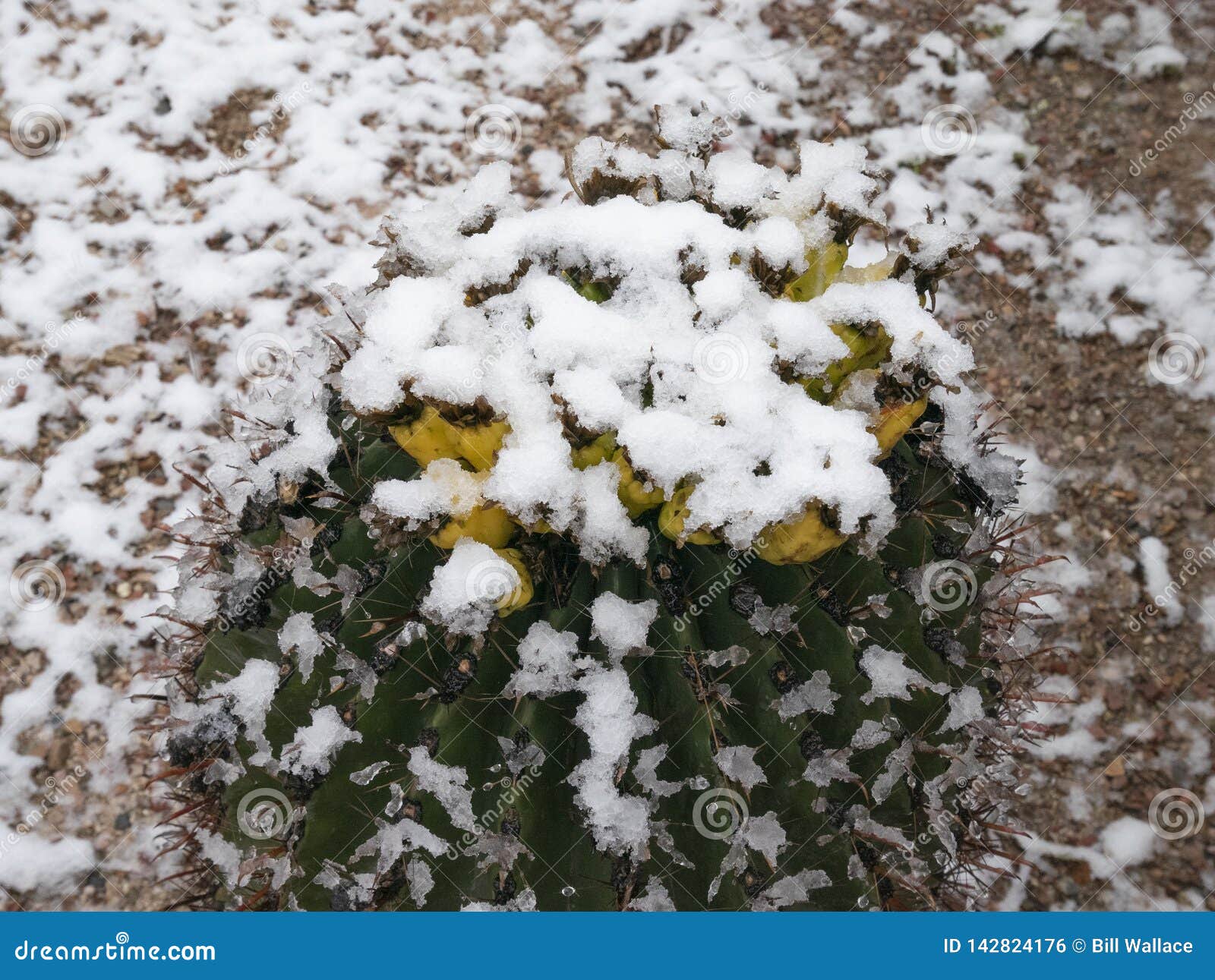 Barrel Cactus Covered with Snow Stock Photo - Image of echinocactus ...