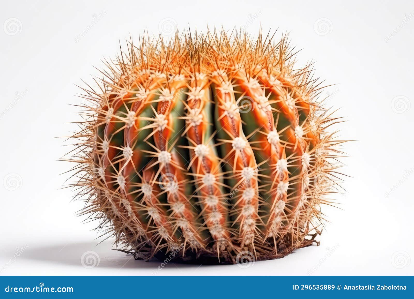 Barrel Cactus Ferocactus Spp on White Background. Generative AI Stock ...