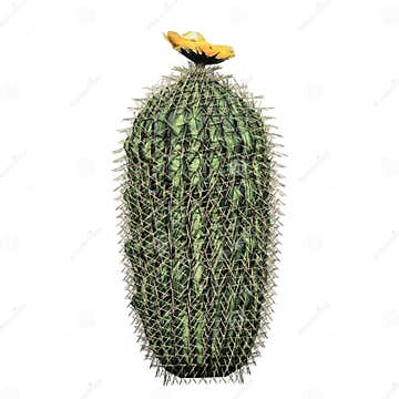 Barrel Cactus Front View Isolated on White Background Stock Image ...