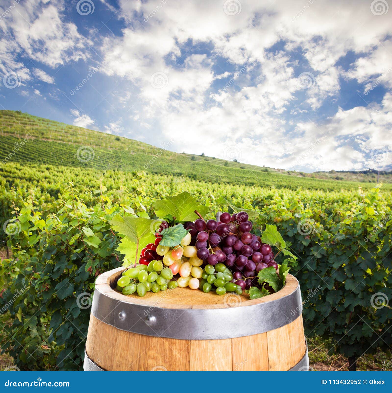 Barrel with grape stock photo. Image of atmosphere, hill - 113432952