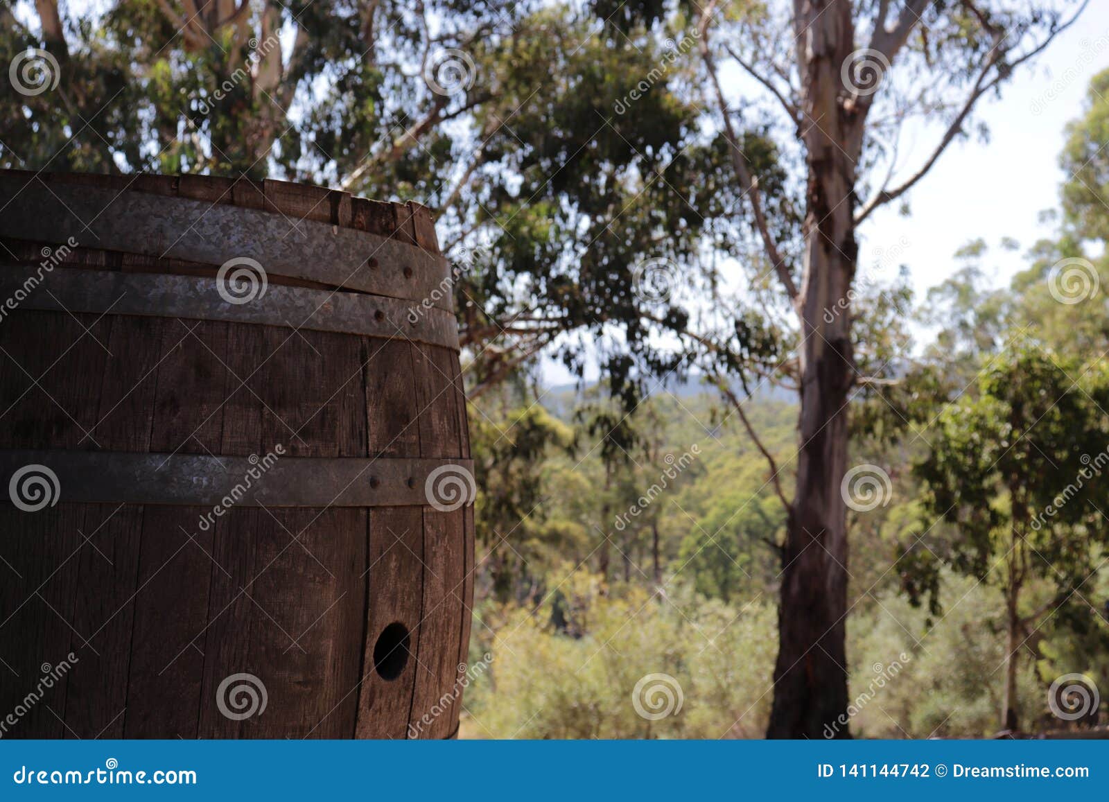 Barrel in the Forest stock photo. Image of nature, bushes - 141144742