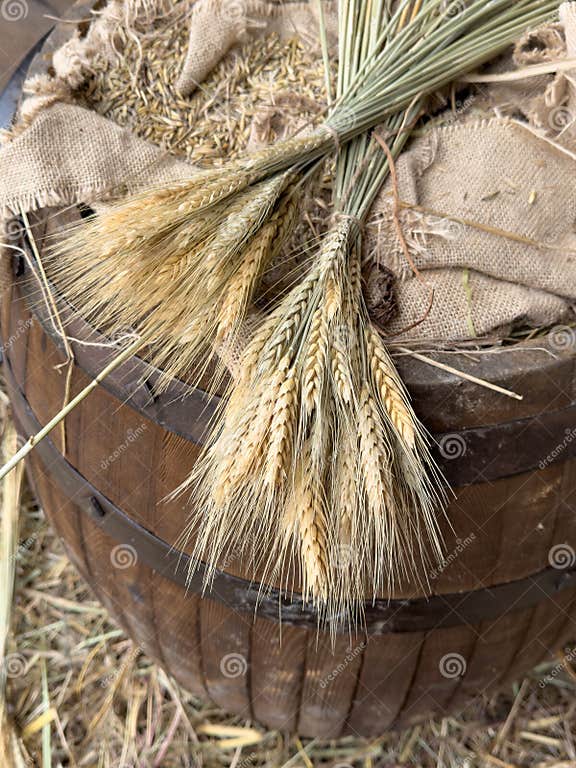A Barrel Full of Straw and Wheat Stock Image - Image of grow, summer ...