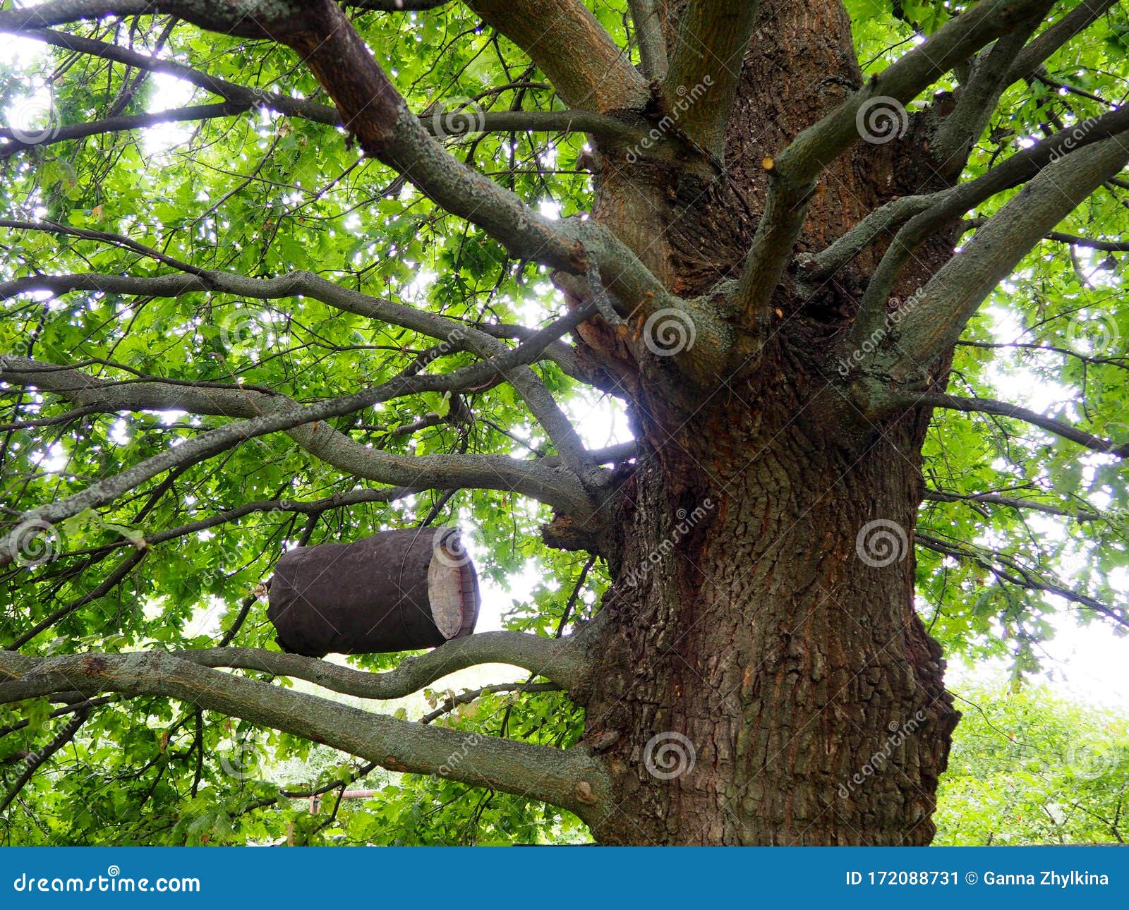 The Barrel Hangs on the Branches of a Large Tree Stock Image - Image of ...