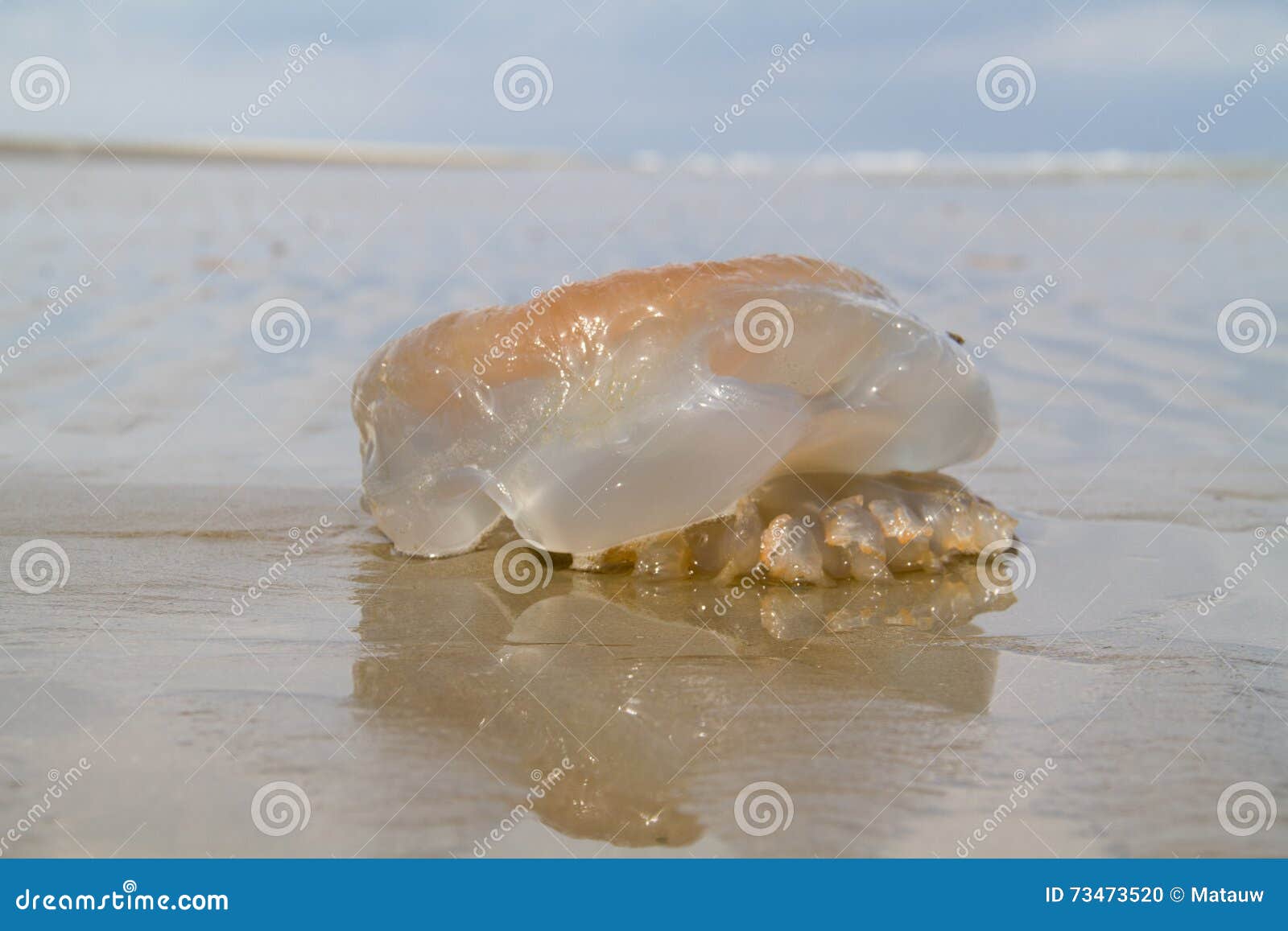 Barrel jellyfish stock photo. Image of mouthed, washed - 73473520