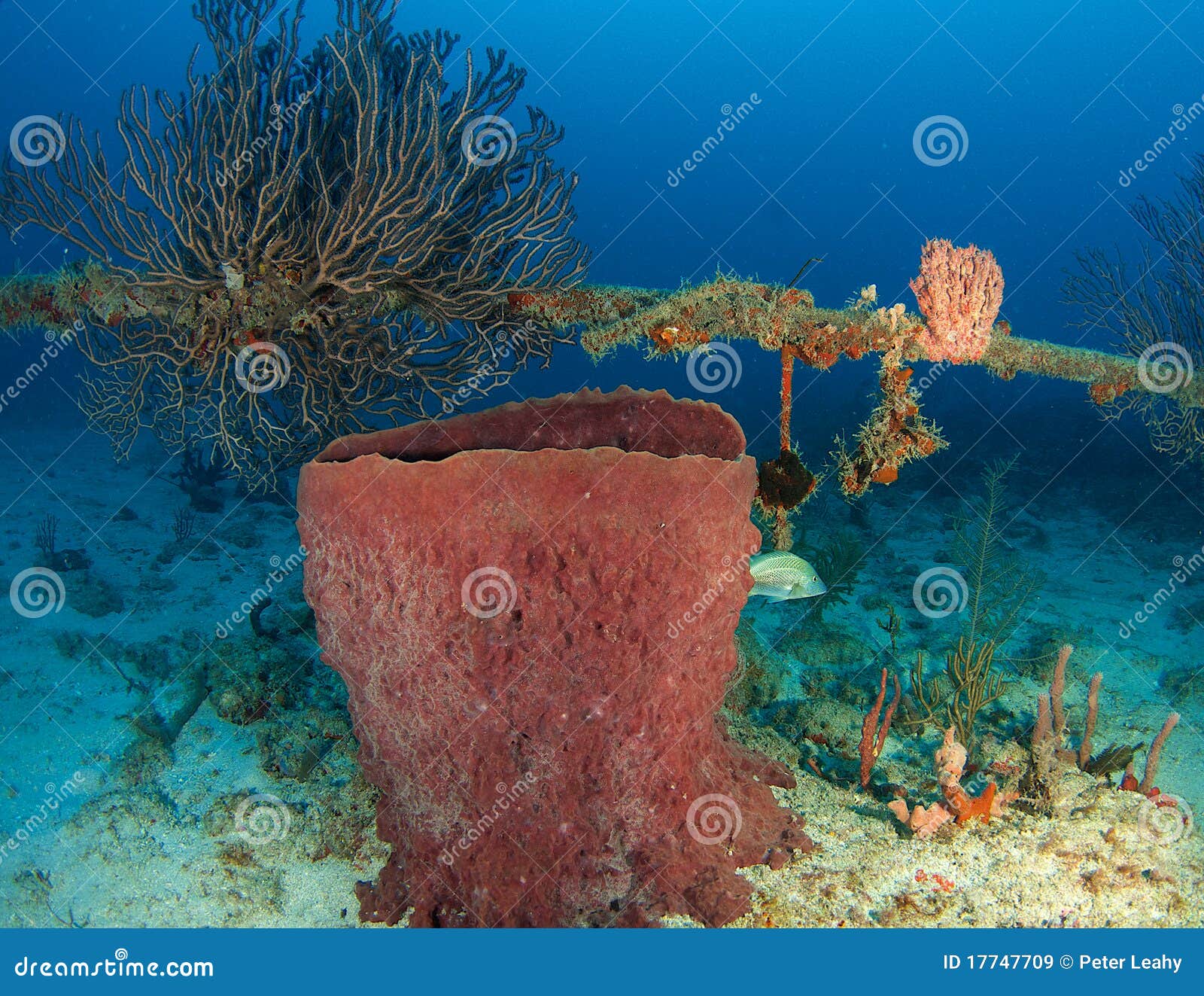 Barrel Sponge stock image. Image of blue, saltwater, life - 17747709