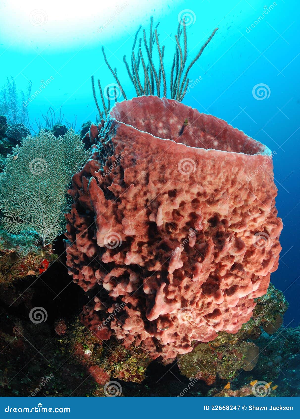 Barrel Sponge And Mangrove Forest In Raja Ampat Stock Photo ...