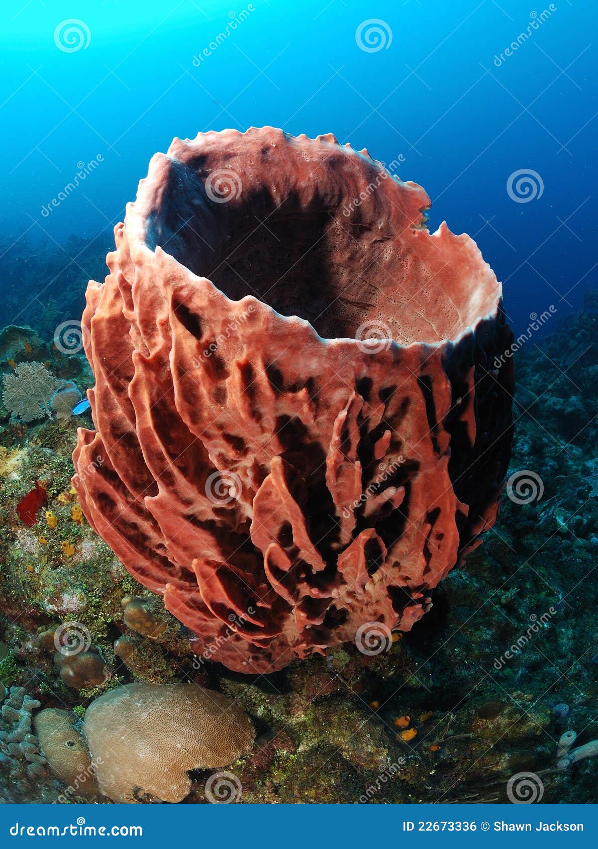 Barrel sponge stock photo. Image of diversity, natural - 22673336