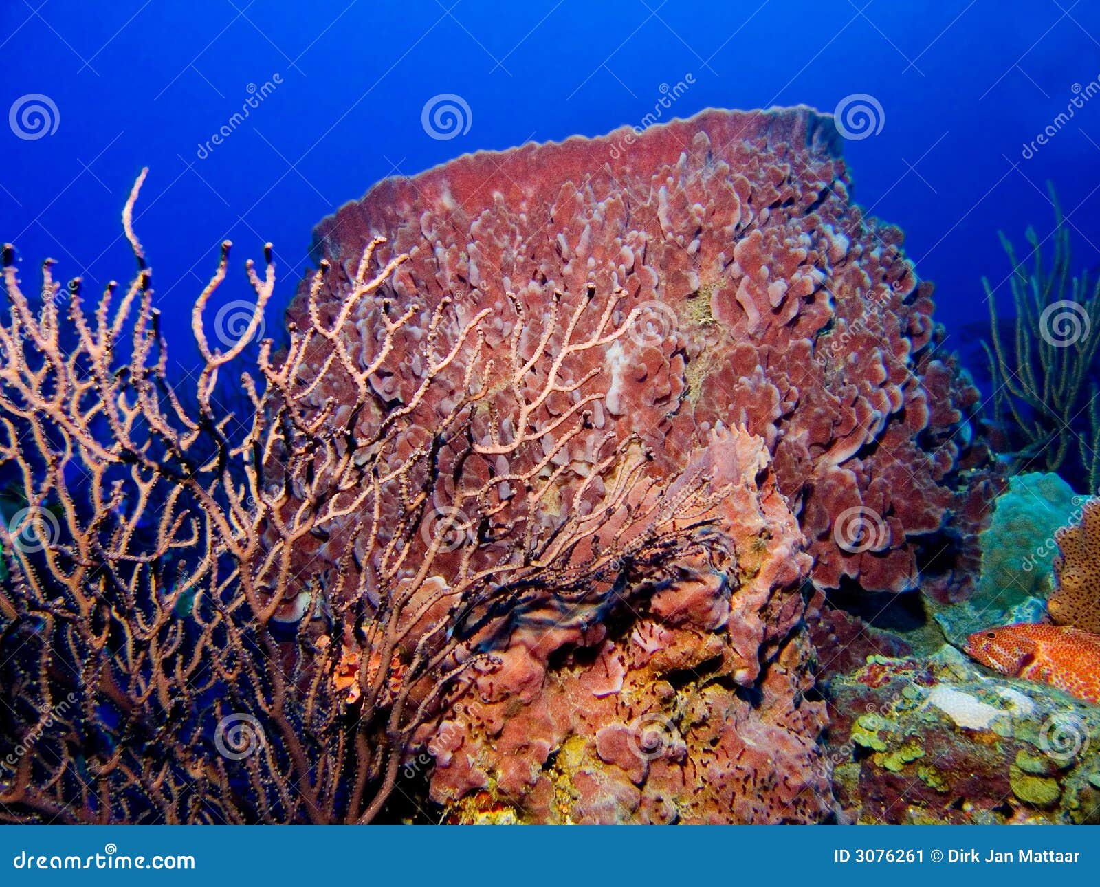 Barrel Sponge stock image. Image of coral, ocean, vacation - 3076261