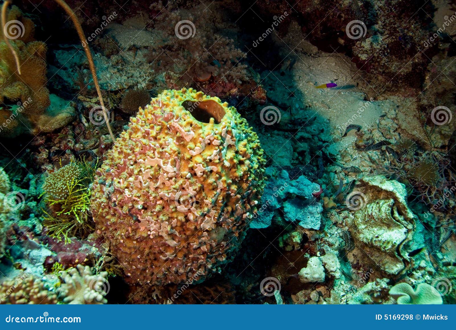 Barrel Sponge And Mangrove Forest In Raja Ampat Stock Photo ...