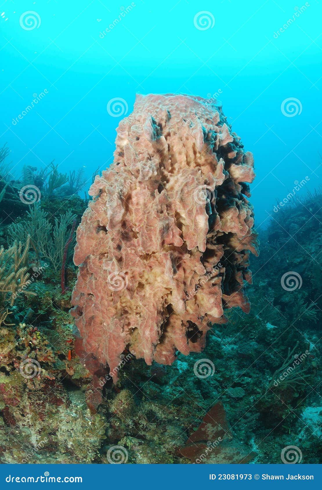 Barrel Sponge in Coral Reef Stock Image - Image of ocean, clear: 23081973