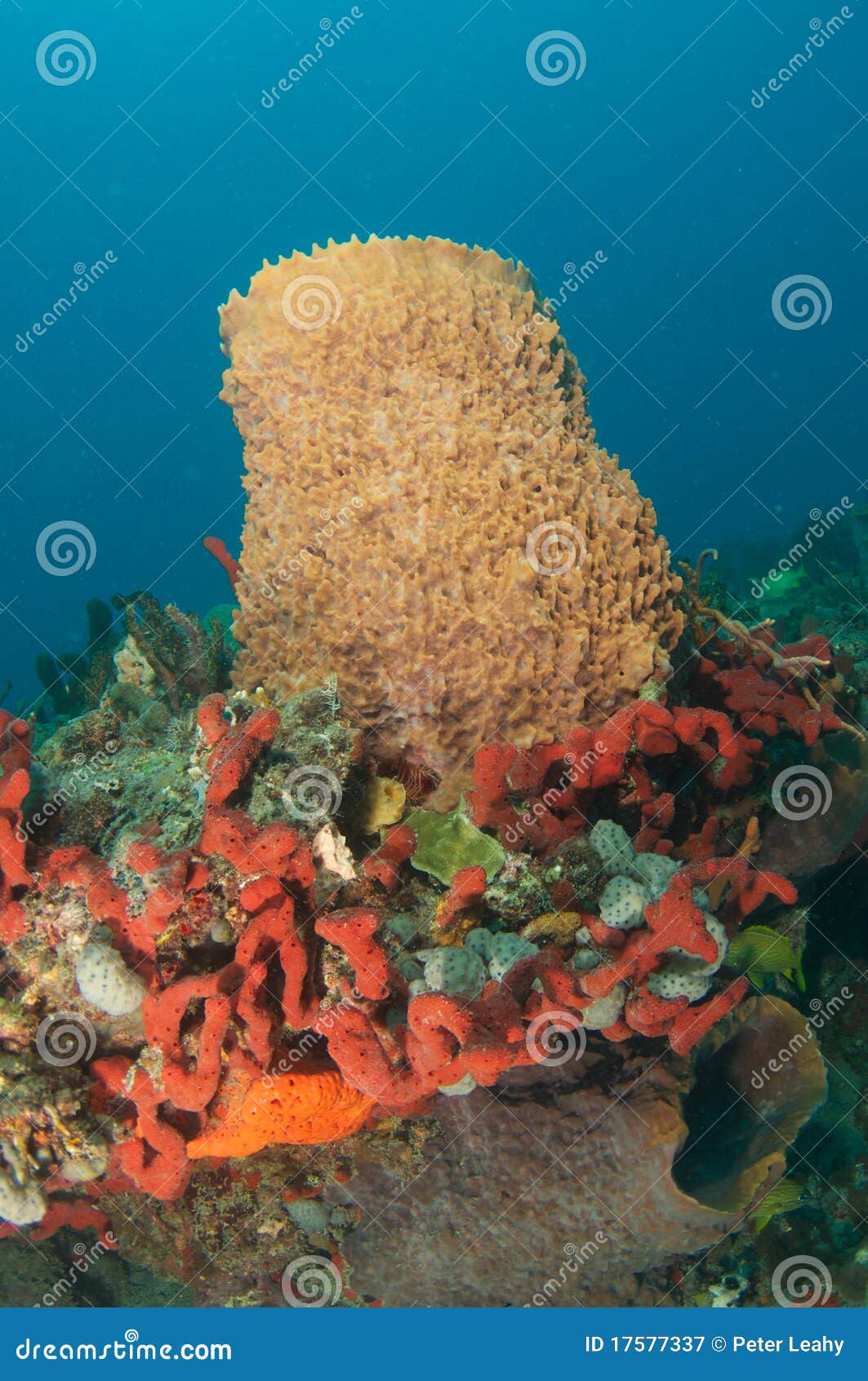 Barrel Sponge and Organ Pipe Sponge Stock Image - Image of endangered ...