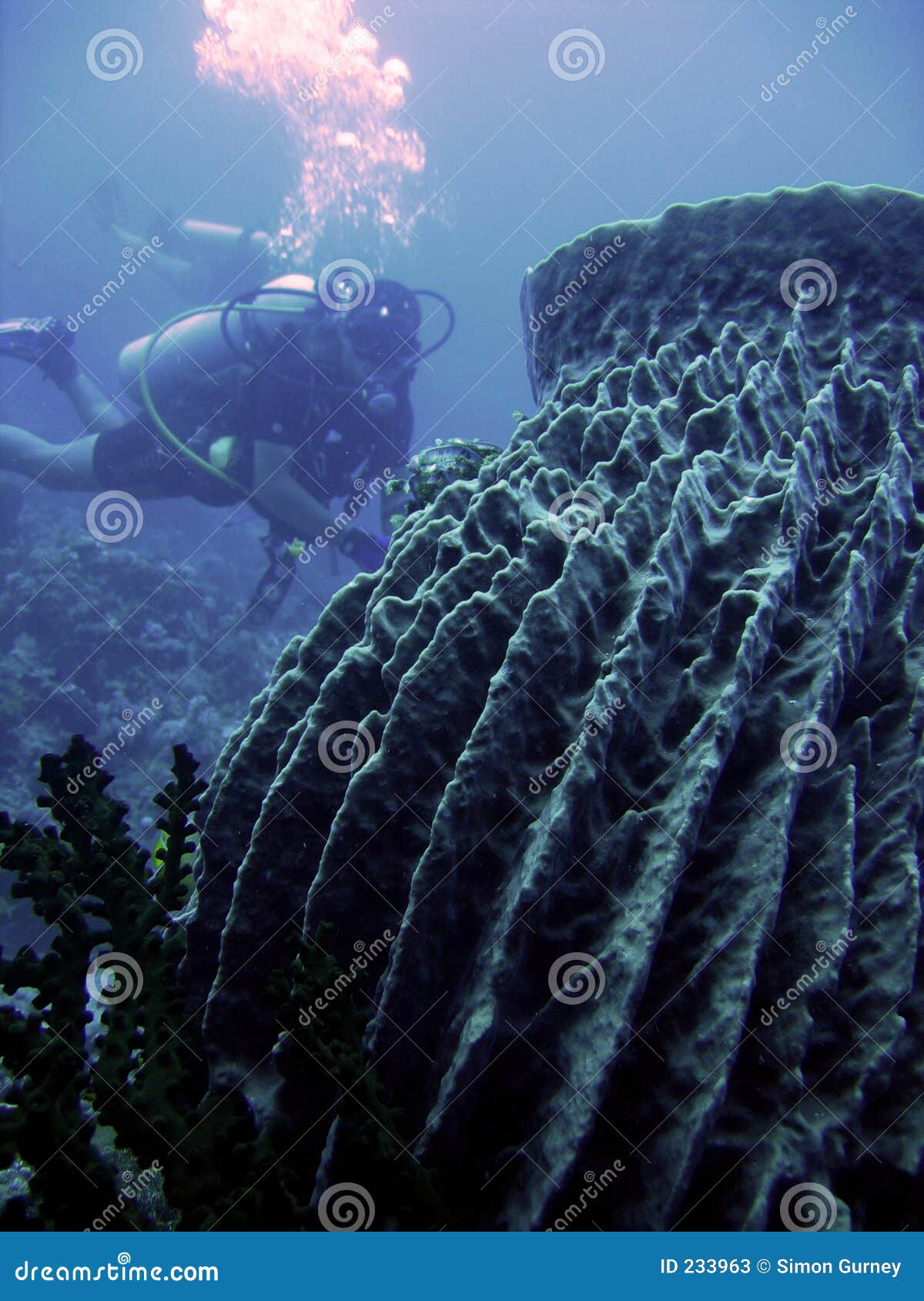 Barrel Sponge And Mangrove Forest In Raja Ampat Stock Photo ...