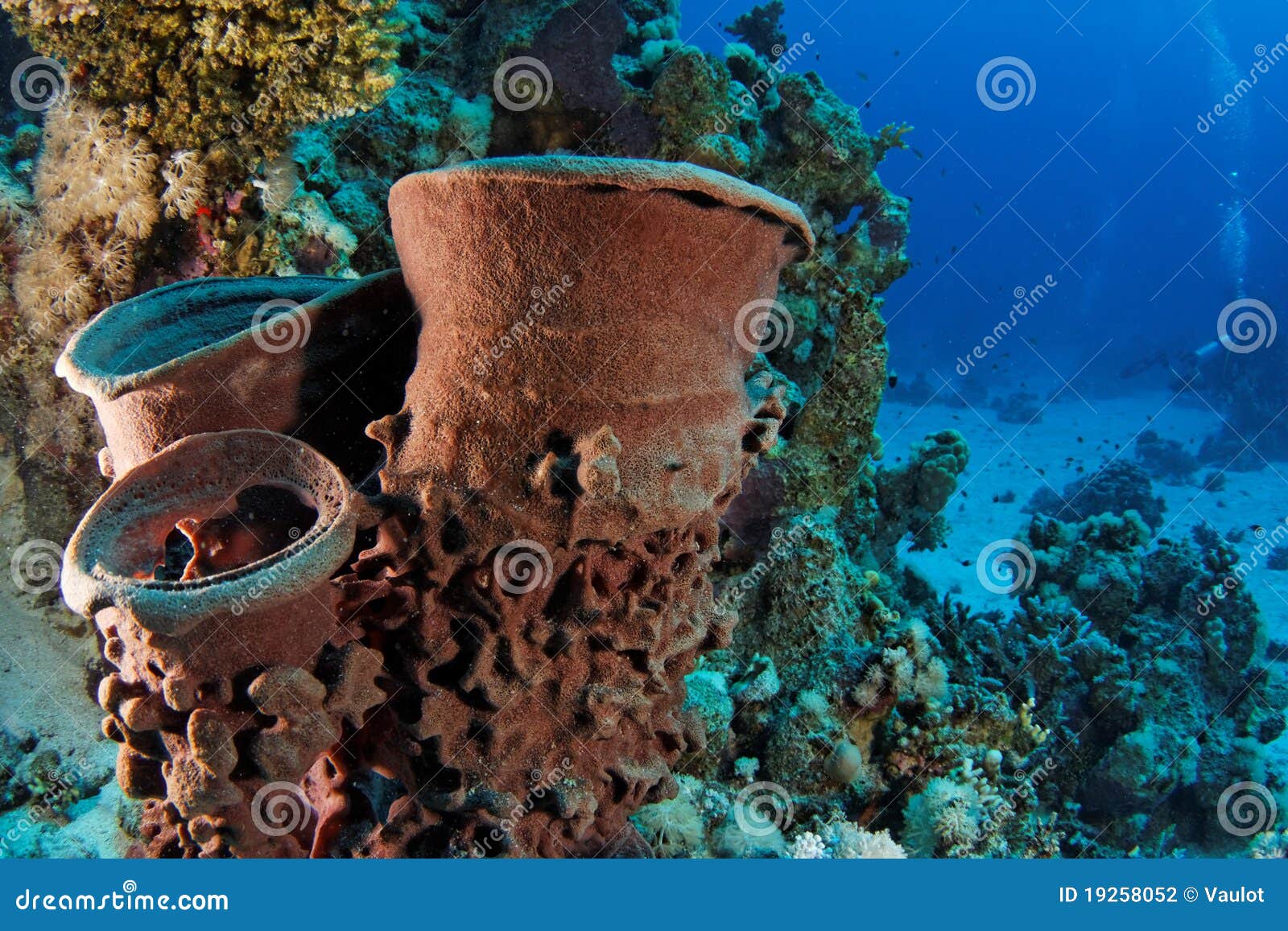 Barrel Sponge And Mangrove Forest In Raja Ampat Stock Photo ...