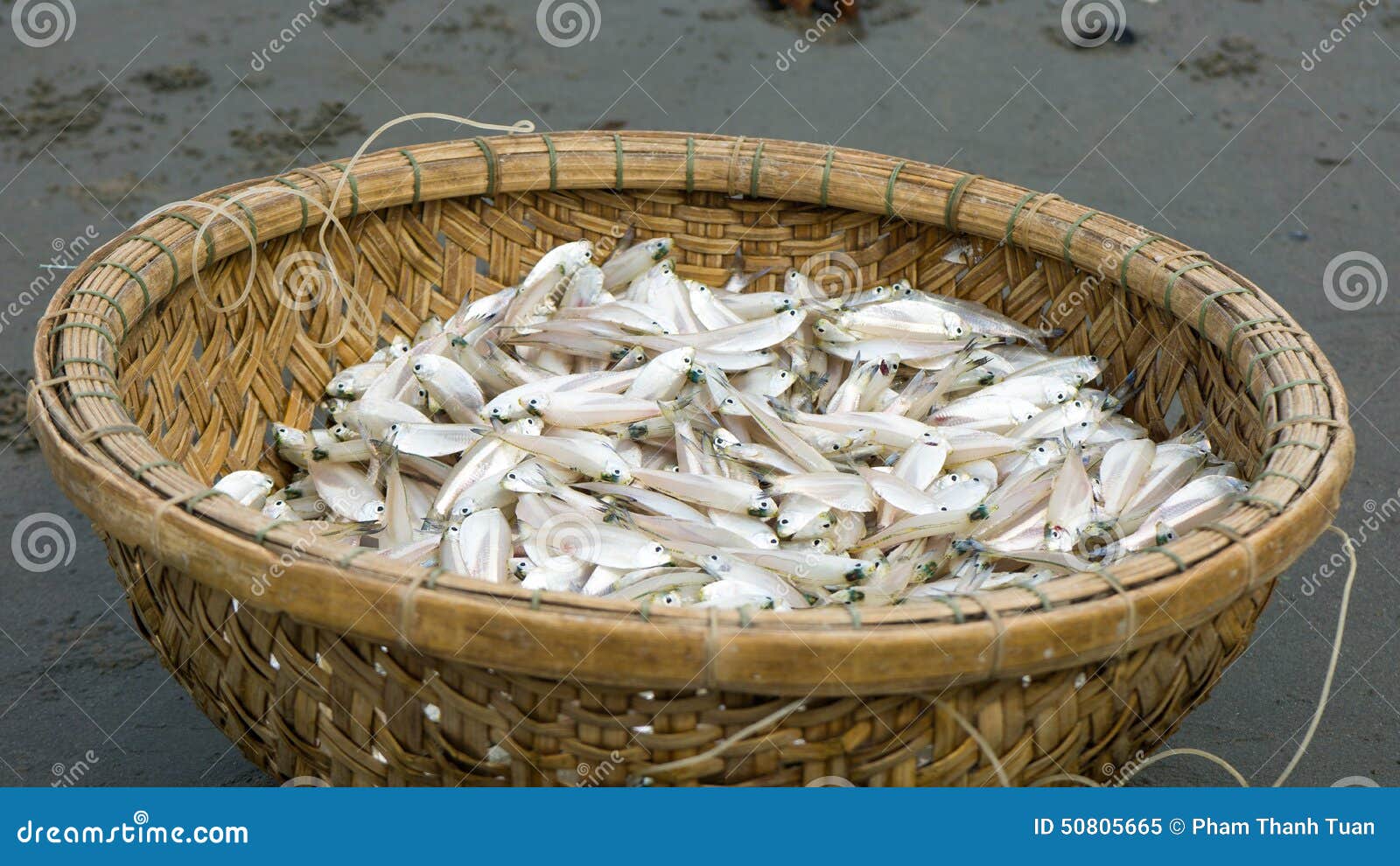 Barrels of fish stock image. Image of market, fish, basket - 50805665