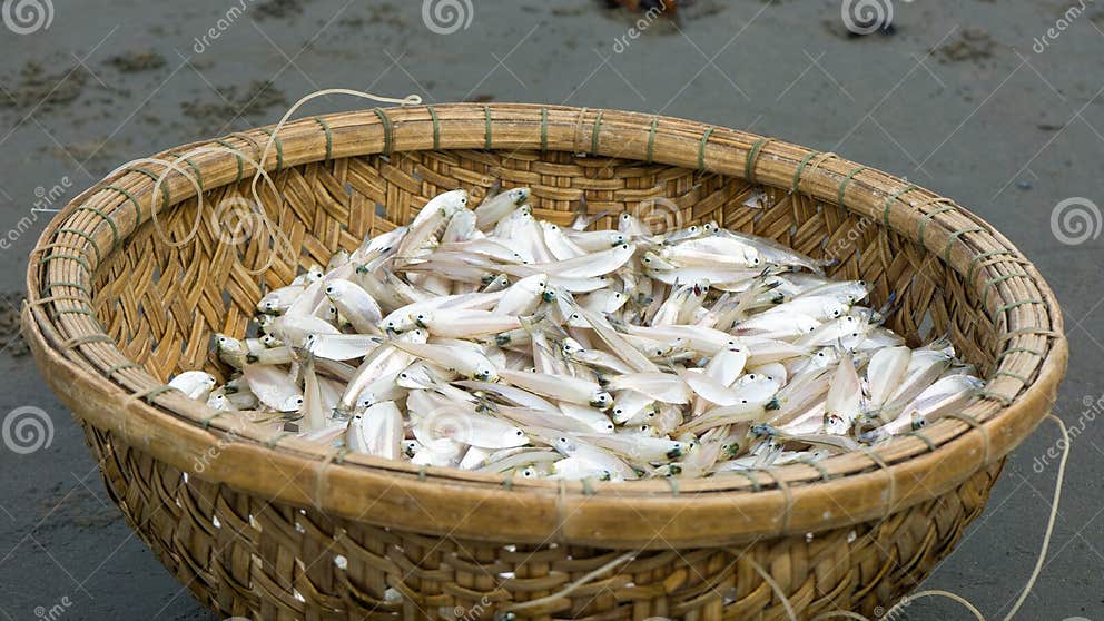 Barrels of fish stock image. Image of market, fish, basket - 50805665