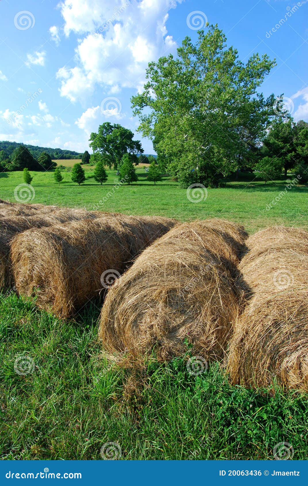 Barrels of Hay in a Green Field Stock Photo - Image of rural, farm ...