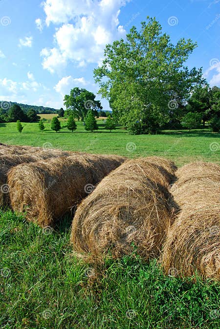 Barrels of Hay in a Green Field Stock Photo - Image of rural, farm ...