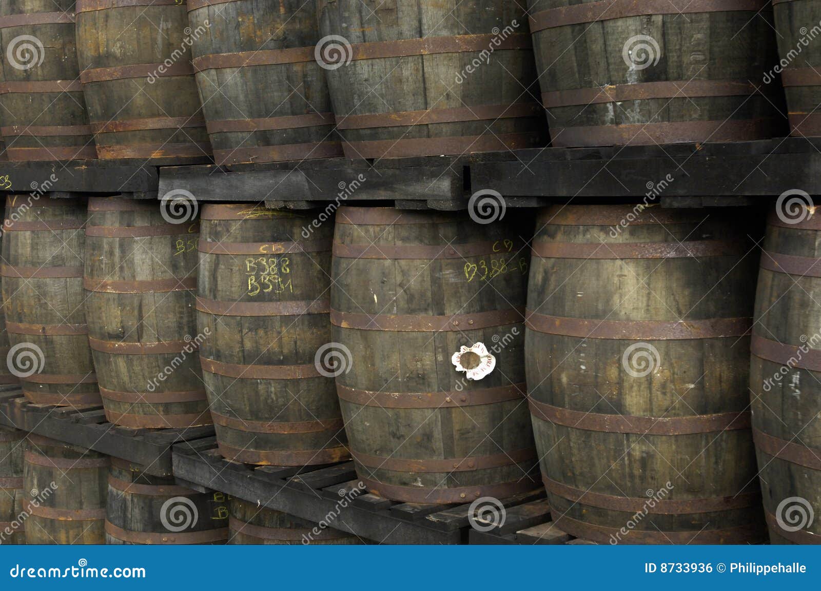 Barrels of old rum stock photo. Image of outdoors, winery - 8733936