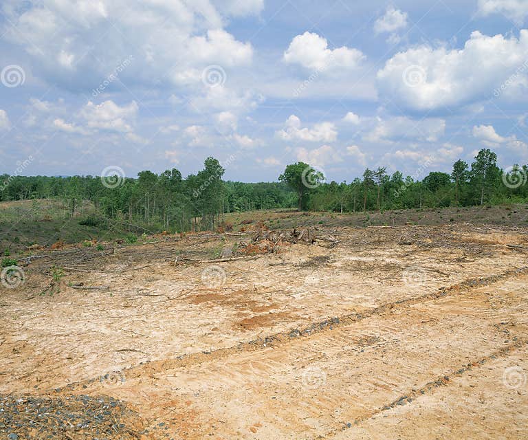 Barren area stock photo. Image of stripped, stump, states - 23162590
