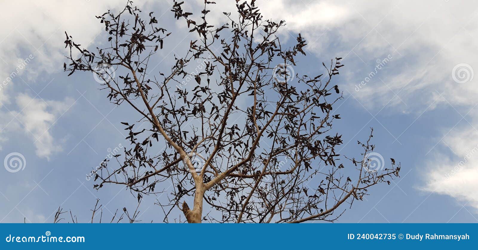 The barren ava tree stock image. Image of leaf, plant - 240042735