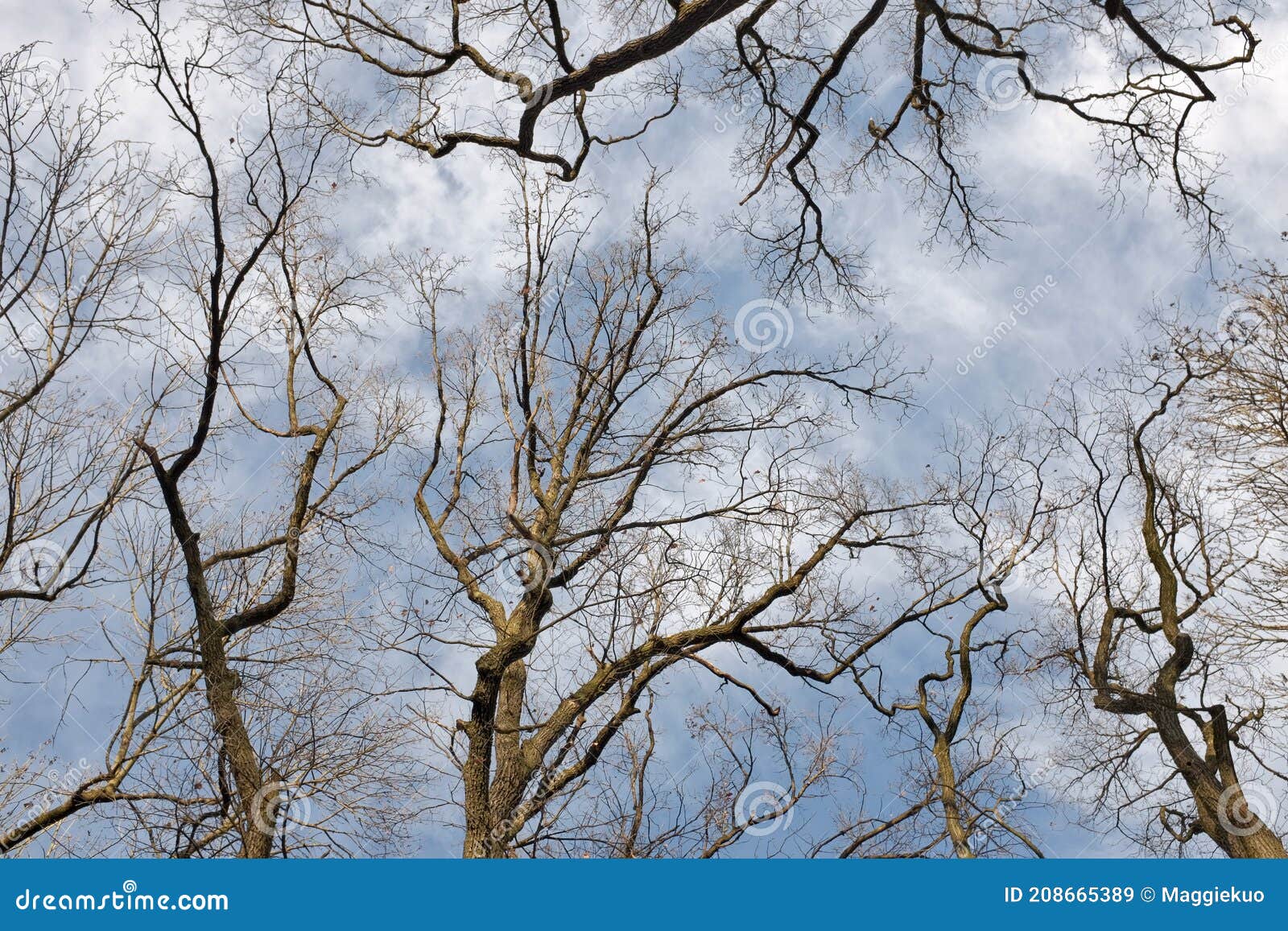 Barren branches stock image. Image of barren, looking - 208665389